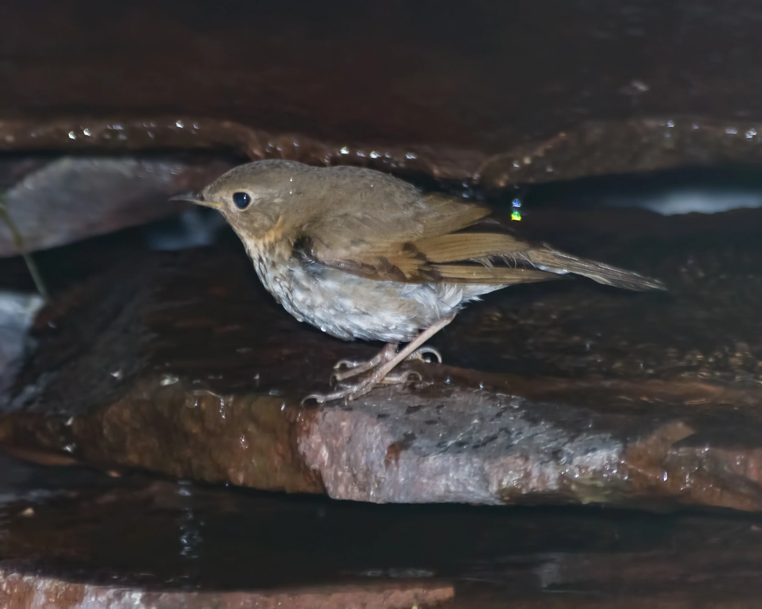 Swainson's Thrush — Sacramento Audubon Society