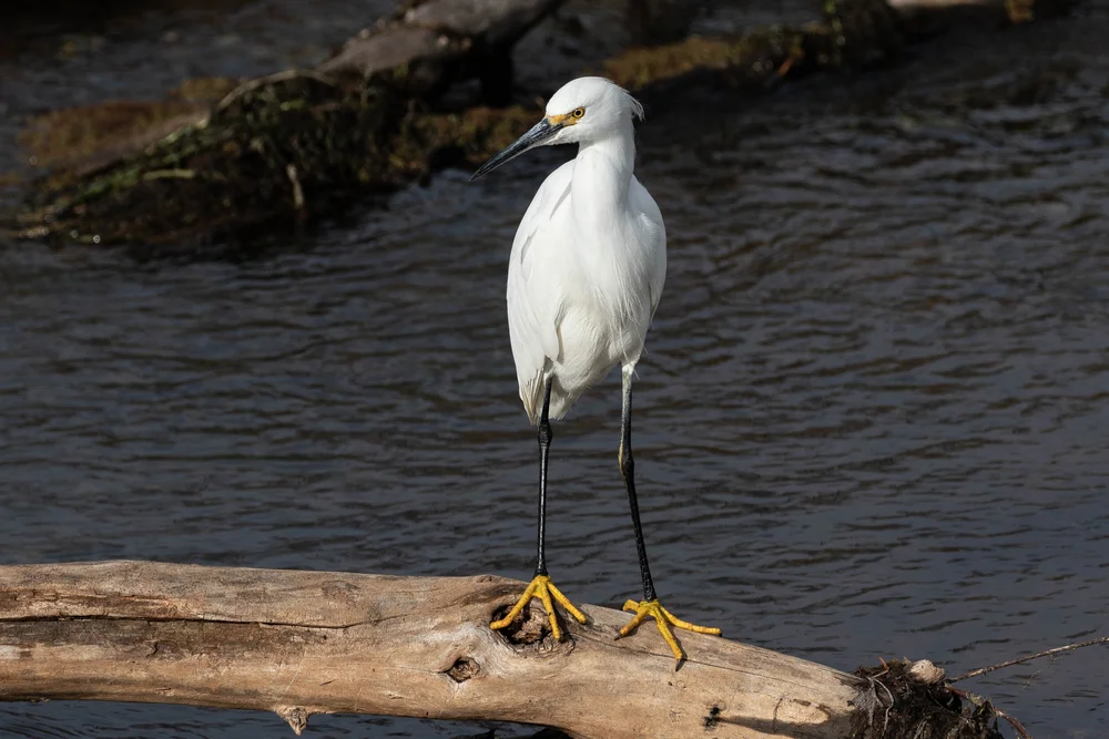 Meet the Snowy Egret — Sacramento Audubon Society
