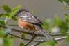 Meet the Spotted Towhee — Sacramento Audubon Society