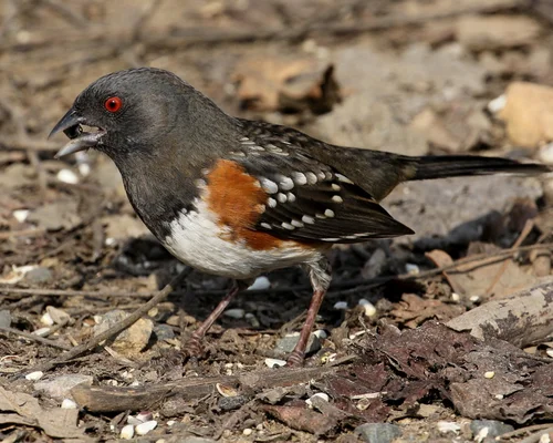 Meet the Spotted Towhee — Sacramento Audubon Society