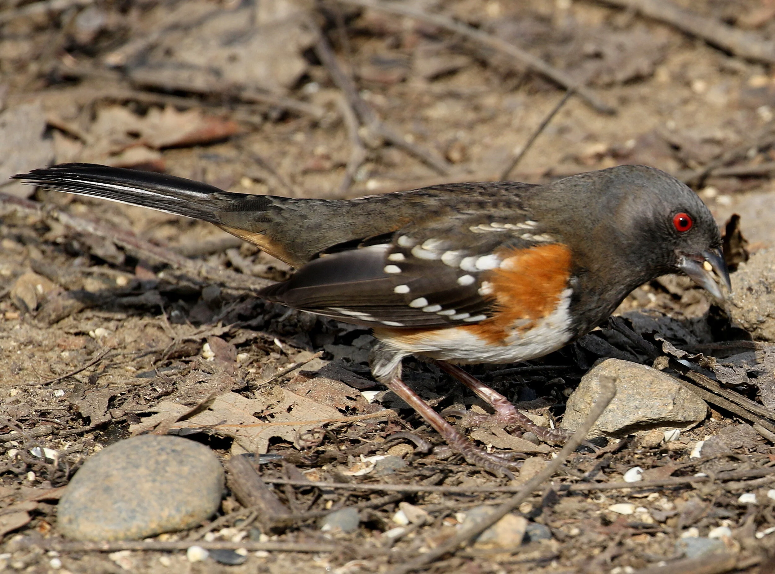 Meet the Spotted Towhee — Sacramento Audubon Society