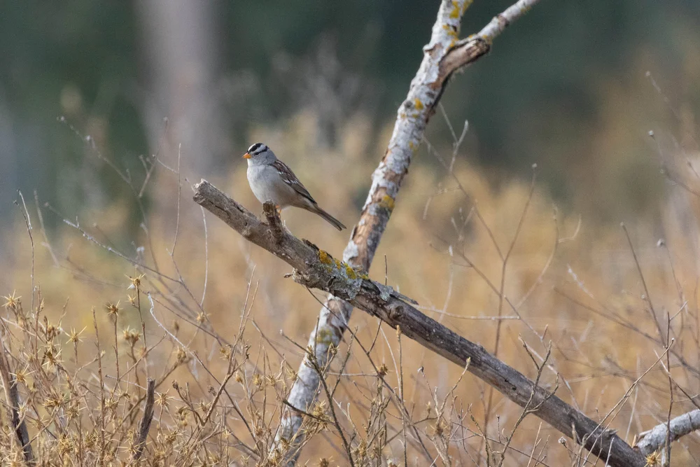 Meet the White-crowned Sparrow — Sacramento Audubon Society
