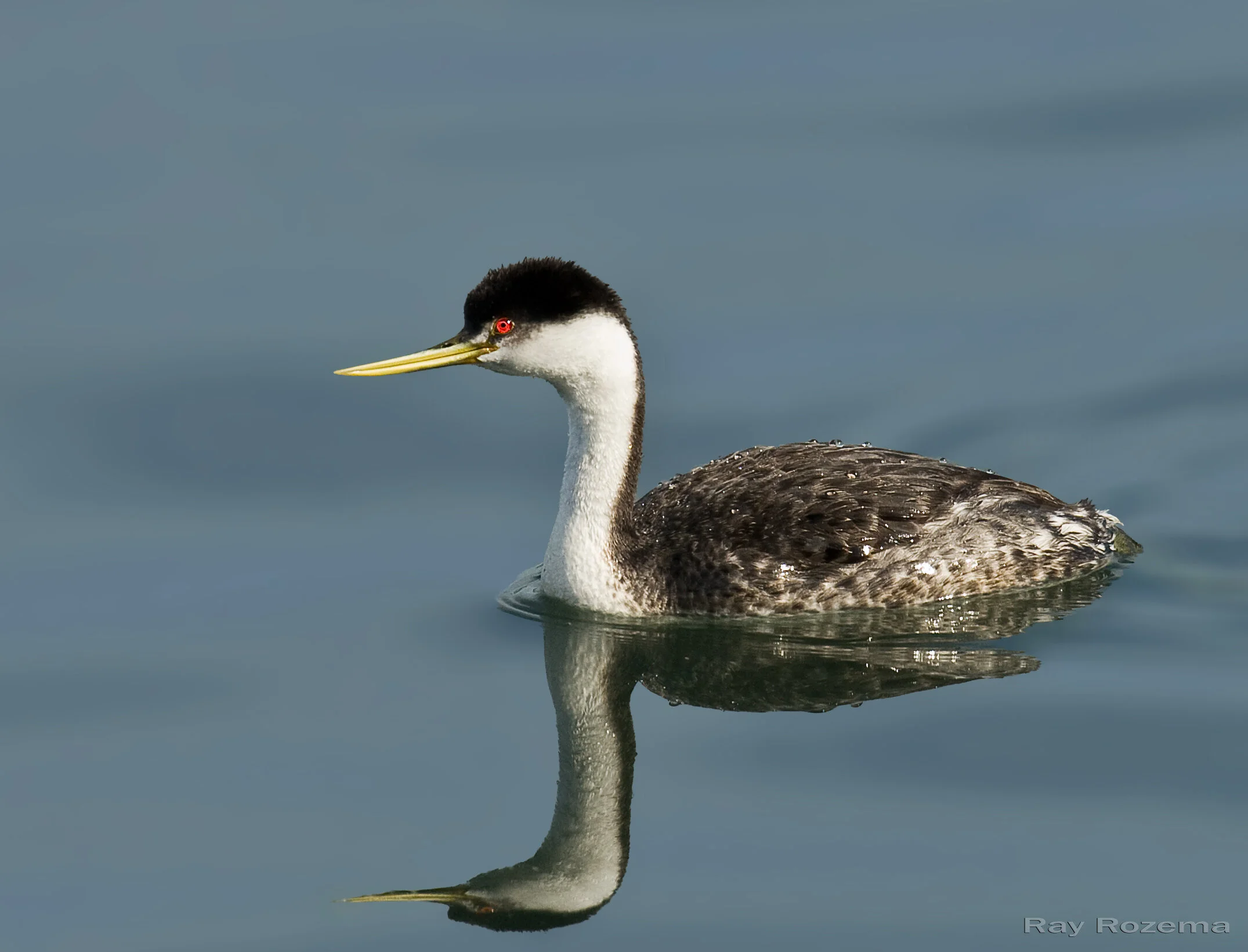 Western Grebe — Sacramento Audubon Society