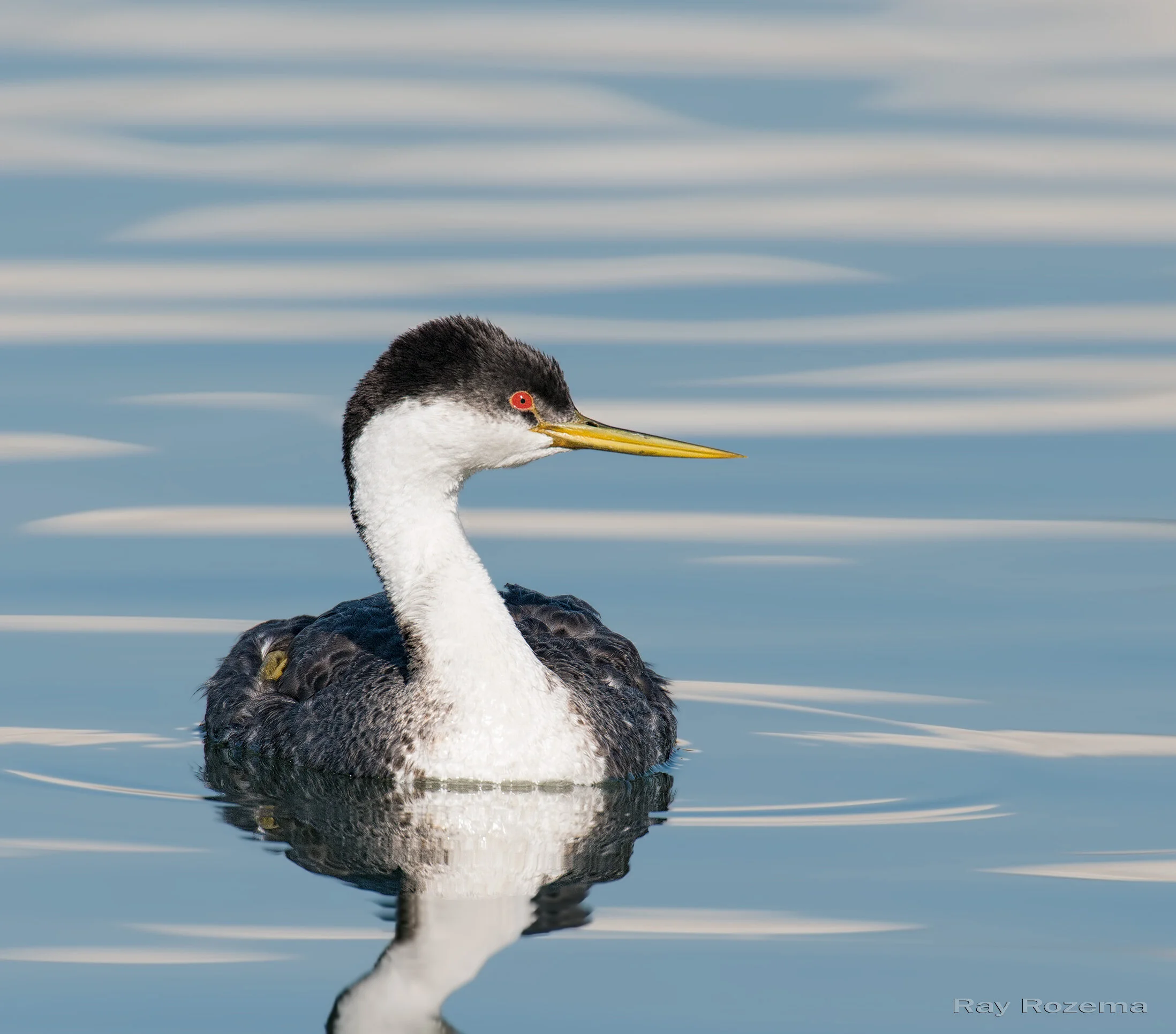 Western Grebe — Sacramento Audubon Society