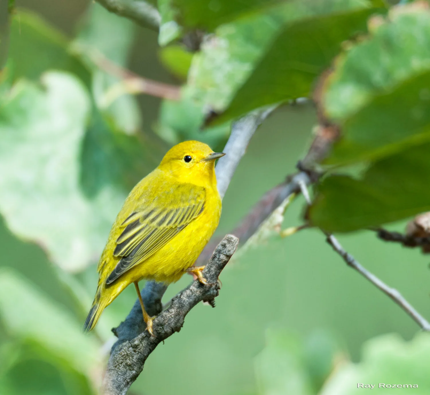 Meet the Yellow Warbler — Sacramento Audubon Society