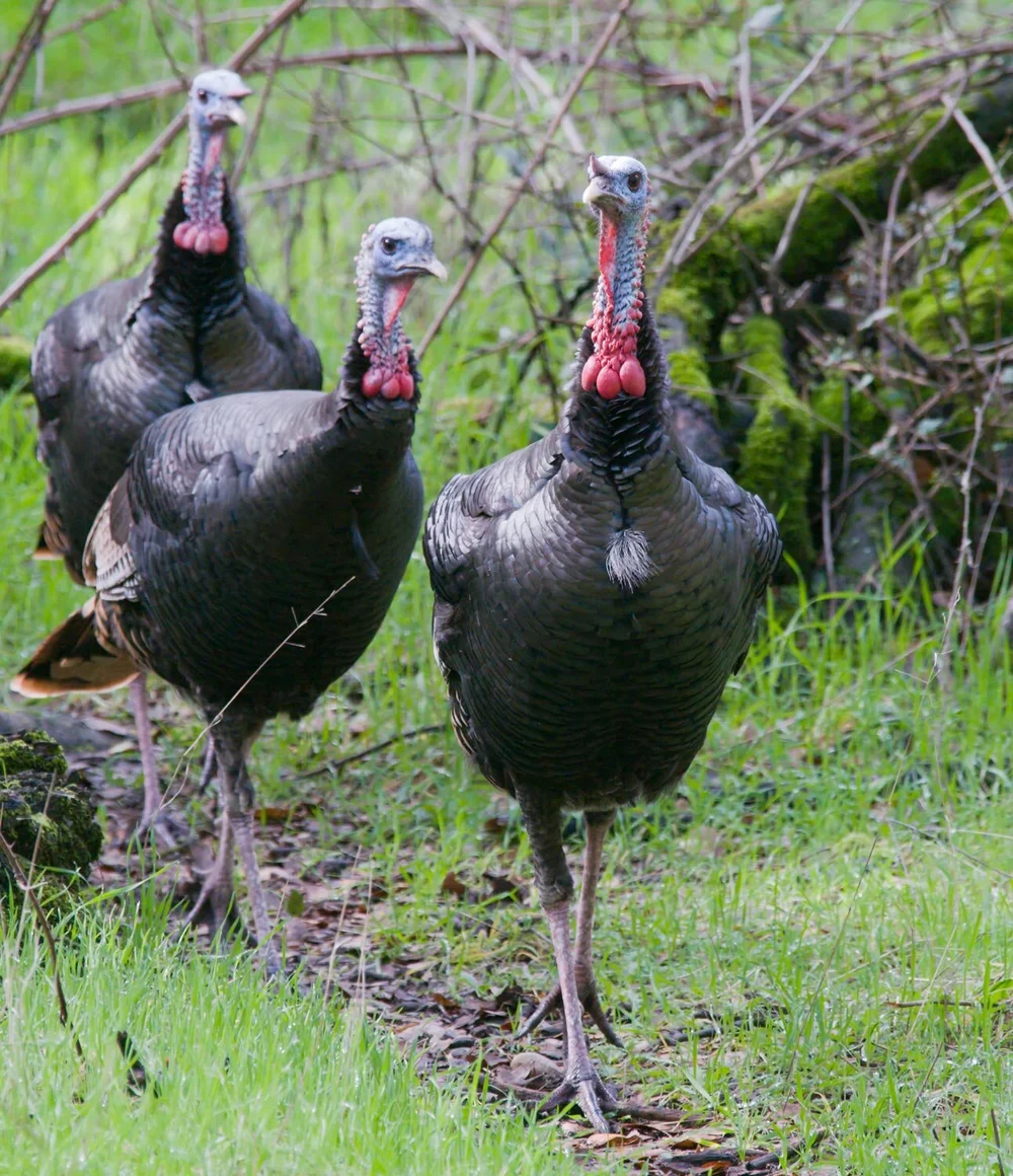 Discover Your Family’s Next Nature Adventure — Sacramento Audubon Society
