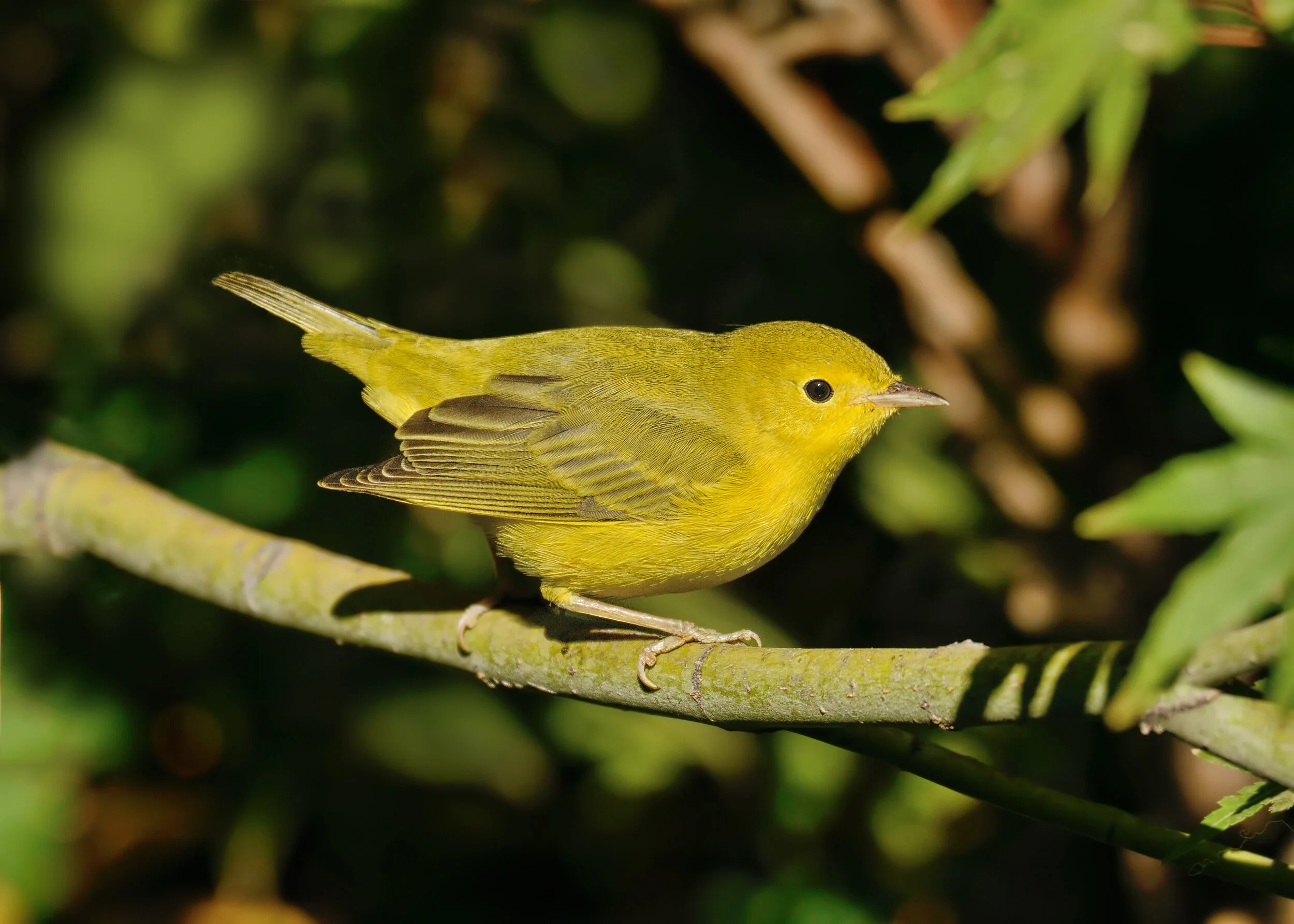 Meet the Yellow Warbler — Sacramento Audubon Society