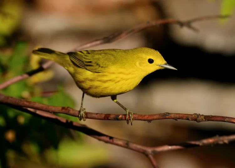 Meet the Yellow Warbler — Sacramento Audubon Society
