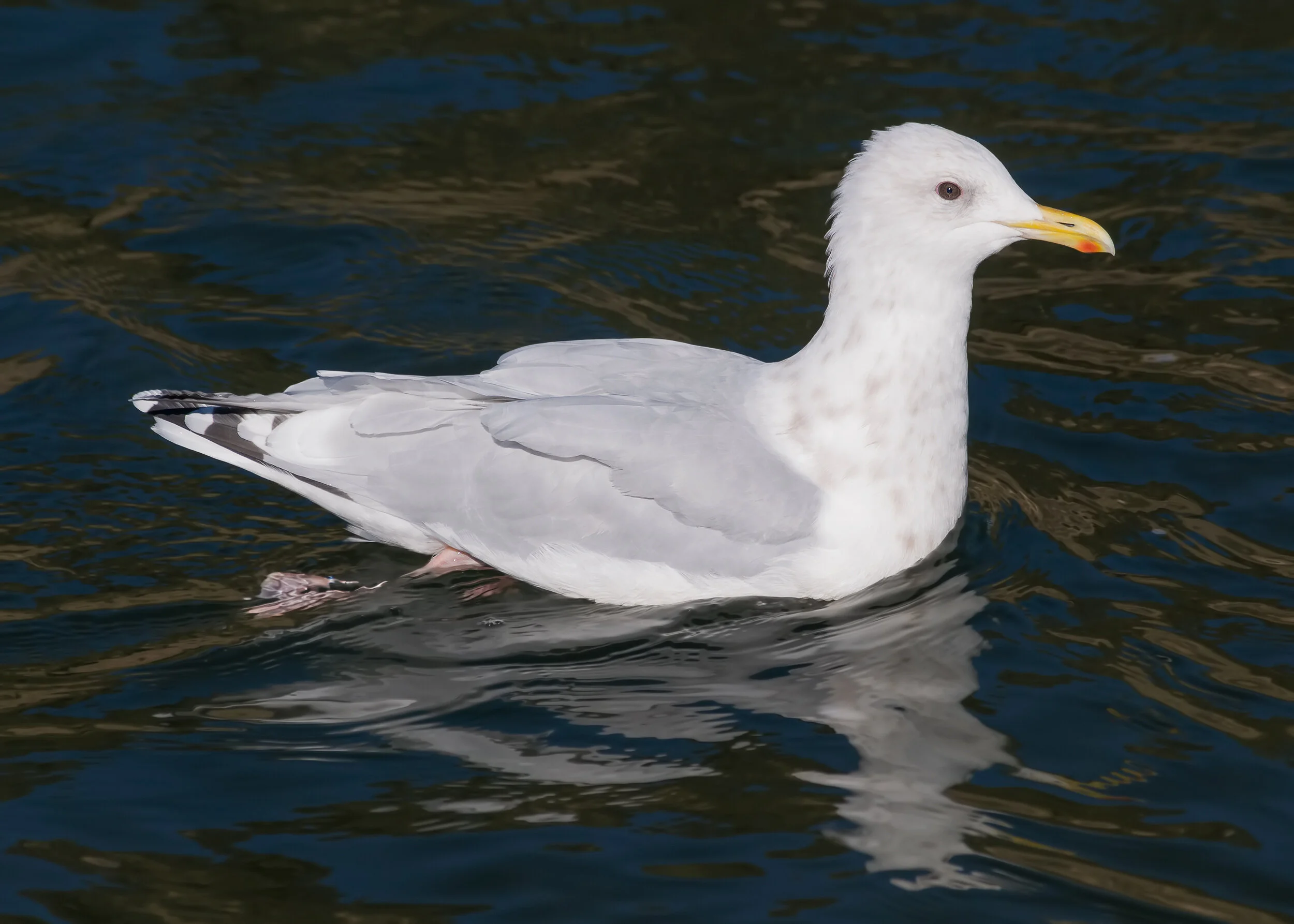 Iceland Gull — Sacramento Audubon Society