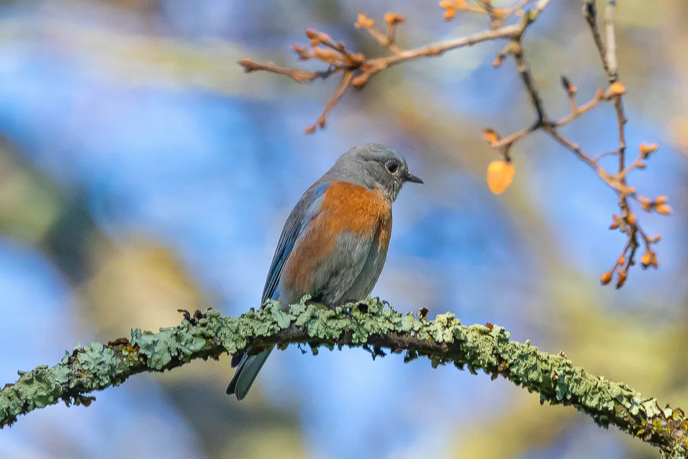 Meet the Western Bluebird — Sacramento Audubon Society