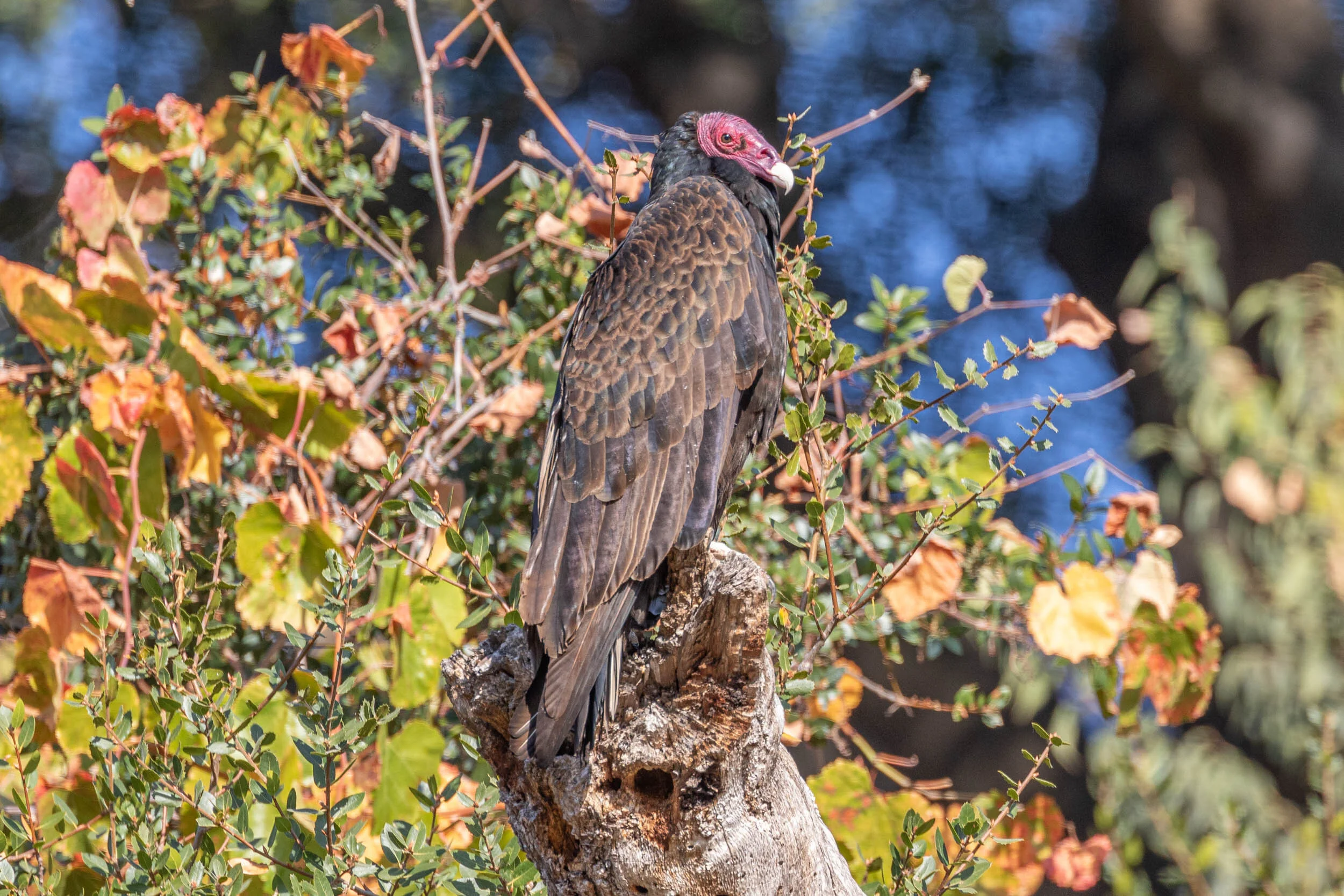 Meet the Turkey Vulture — Sacramento Audubon Society