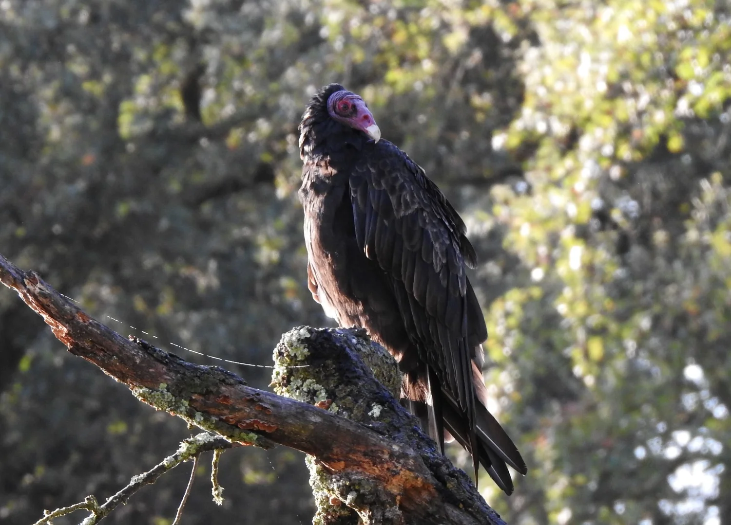Meet the Turkey Vulture — Sacramento Audubon Society