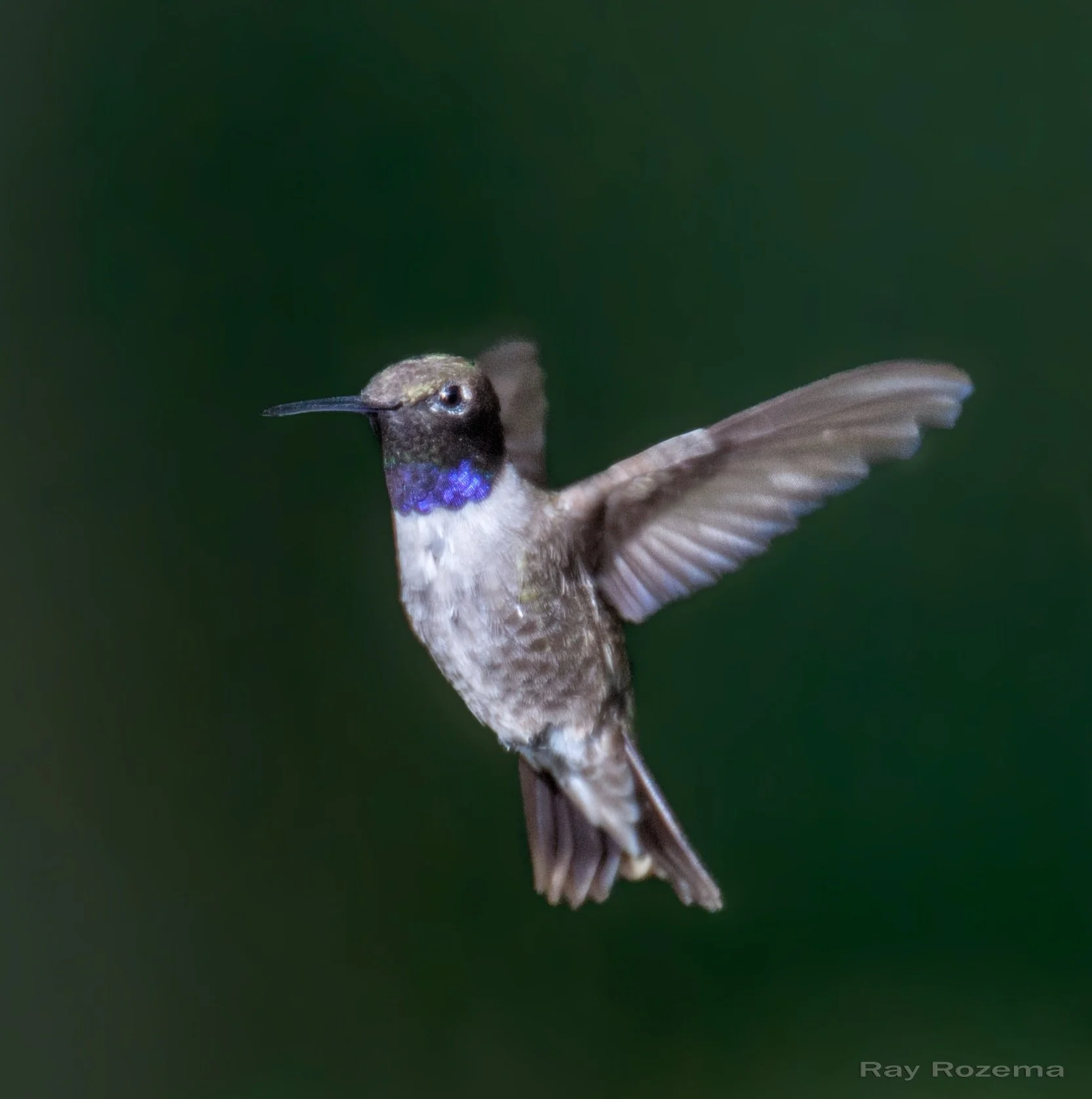Meet the Black-chinned Hummingbird — Sacramento Audubon Society