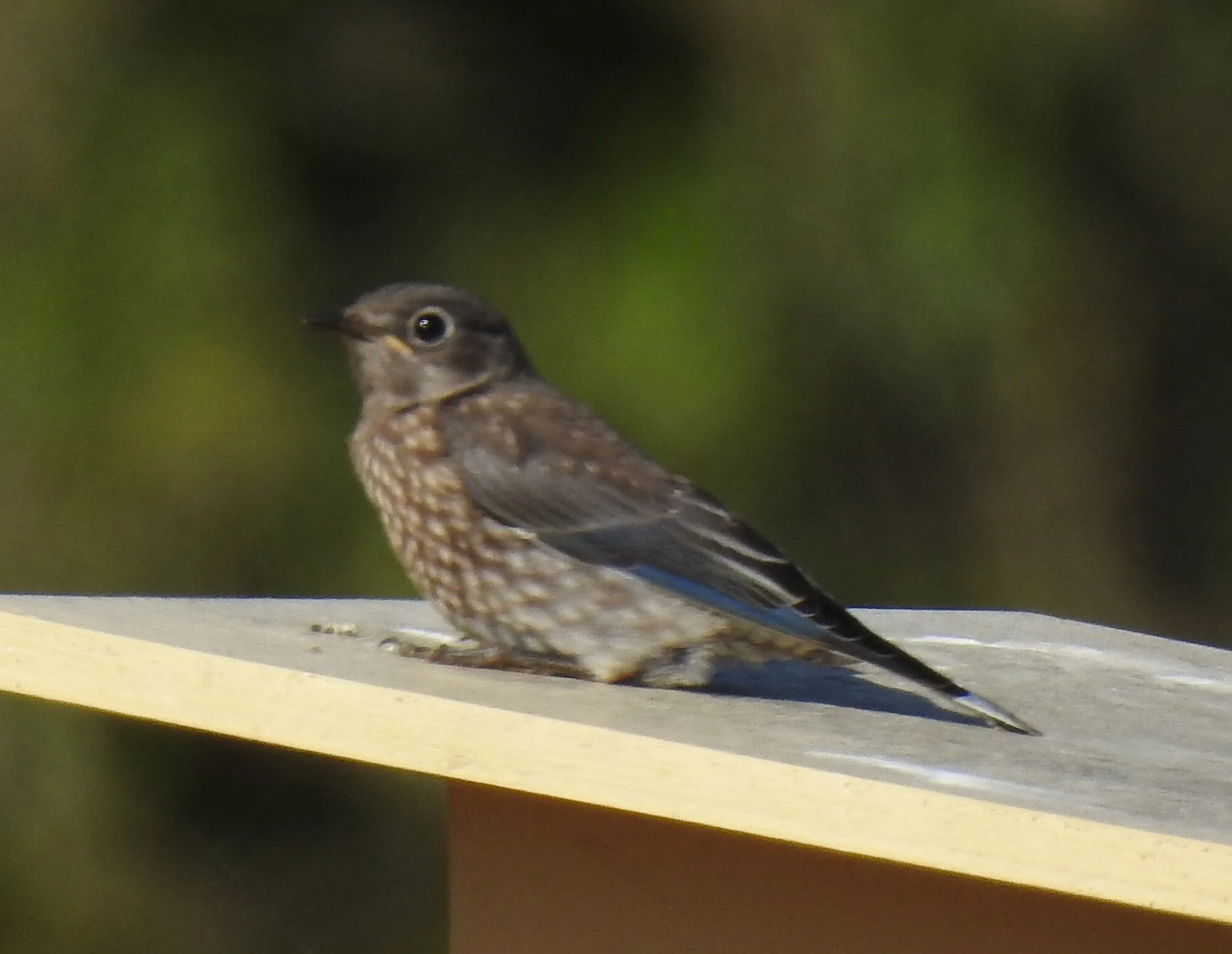 Meet the Western Bluebird — Sacramento Audubon Society