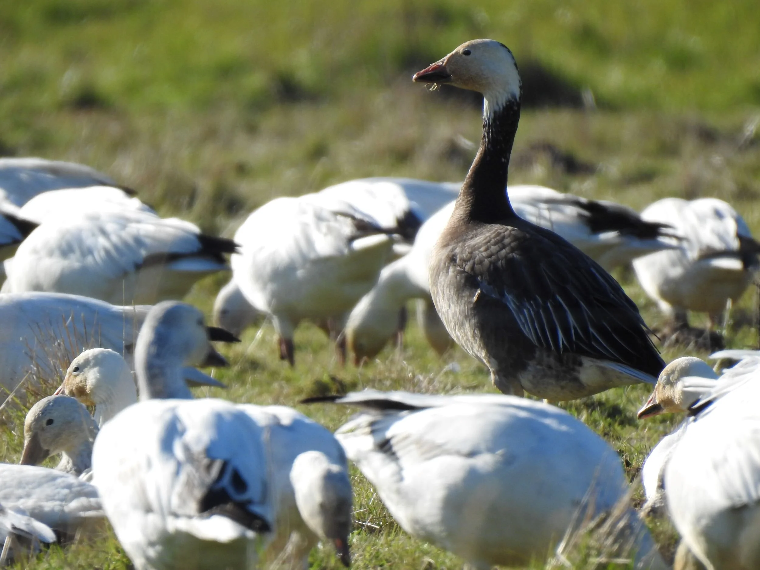 Meet the Snow Goose — Sacramento Audubon Society