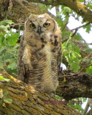 Meet the Great Horned Owl — Sacramento Audubon Society