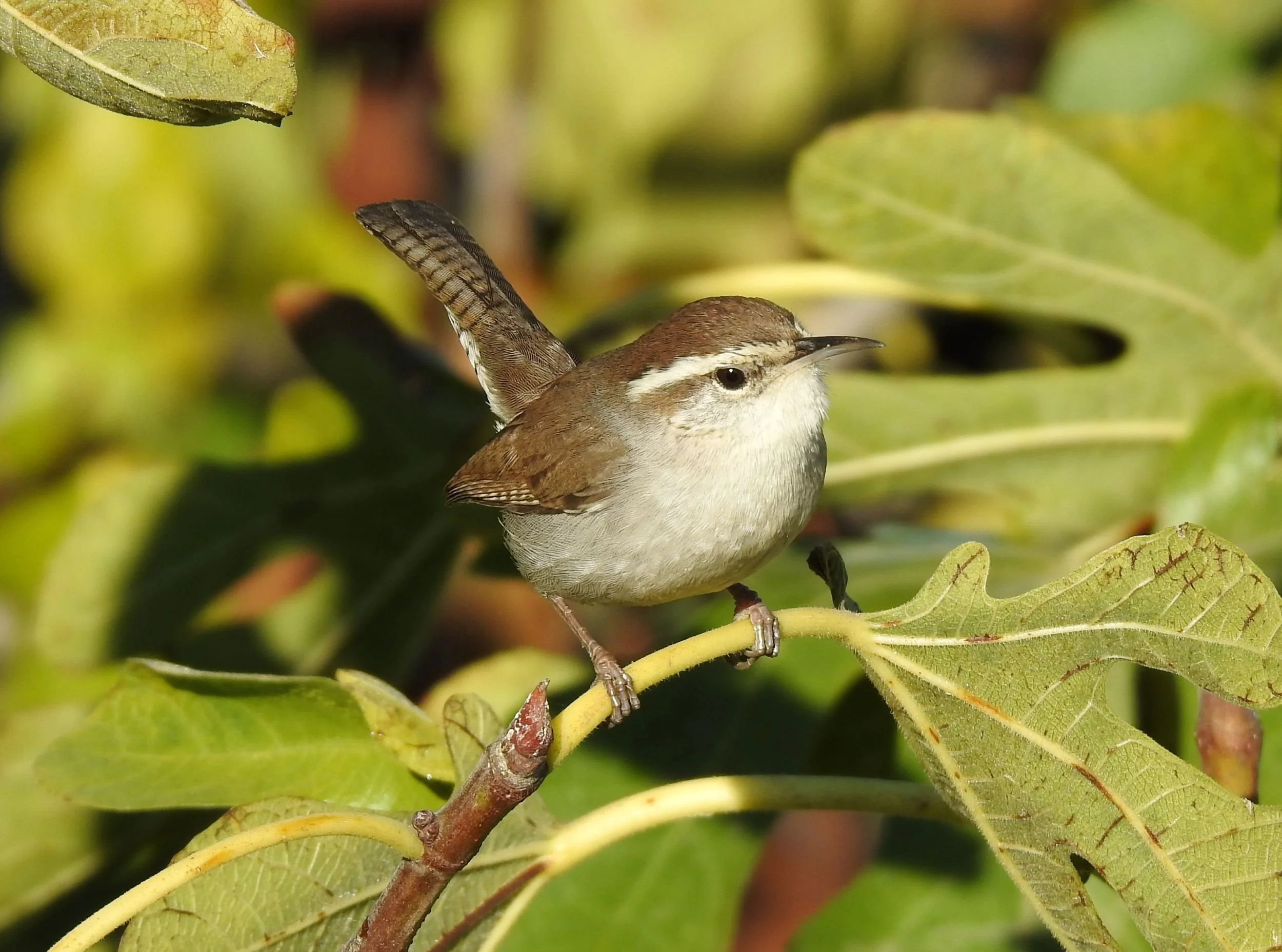 Bewick's Wren — Sacramento Audubon Society