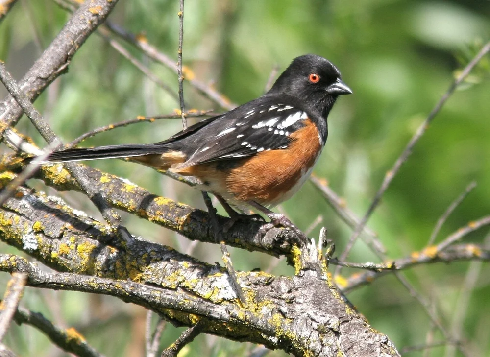 Meet the Spotted Towhee — Sacramento Audubon Society