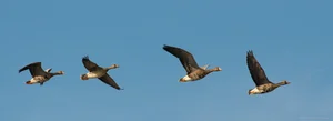 SAS Field Trip: Sacramento National Wildlife Refuge — Sacramento ...