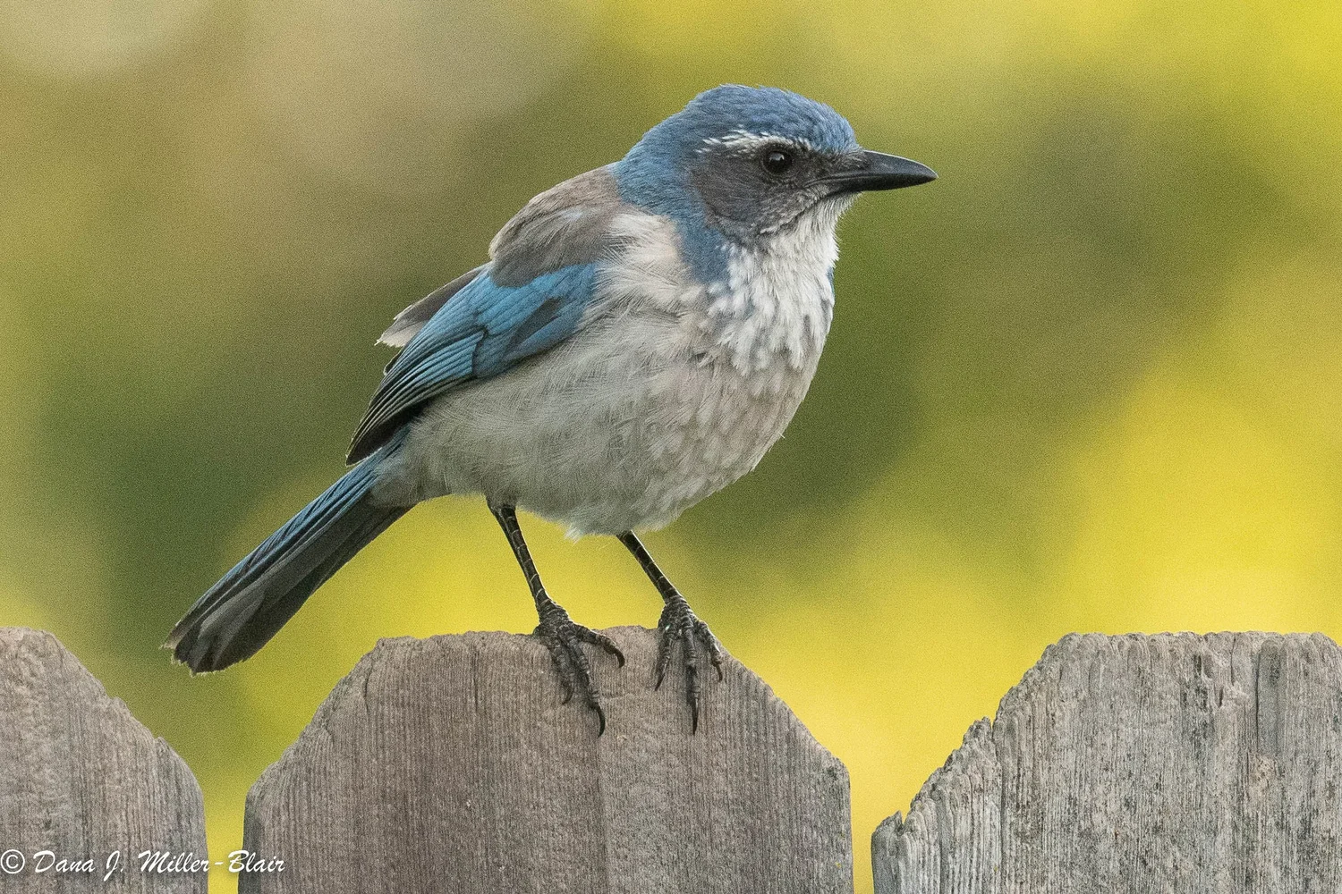 Meet the California Scrub-Jay — Sacramento Audubon Society