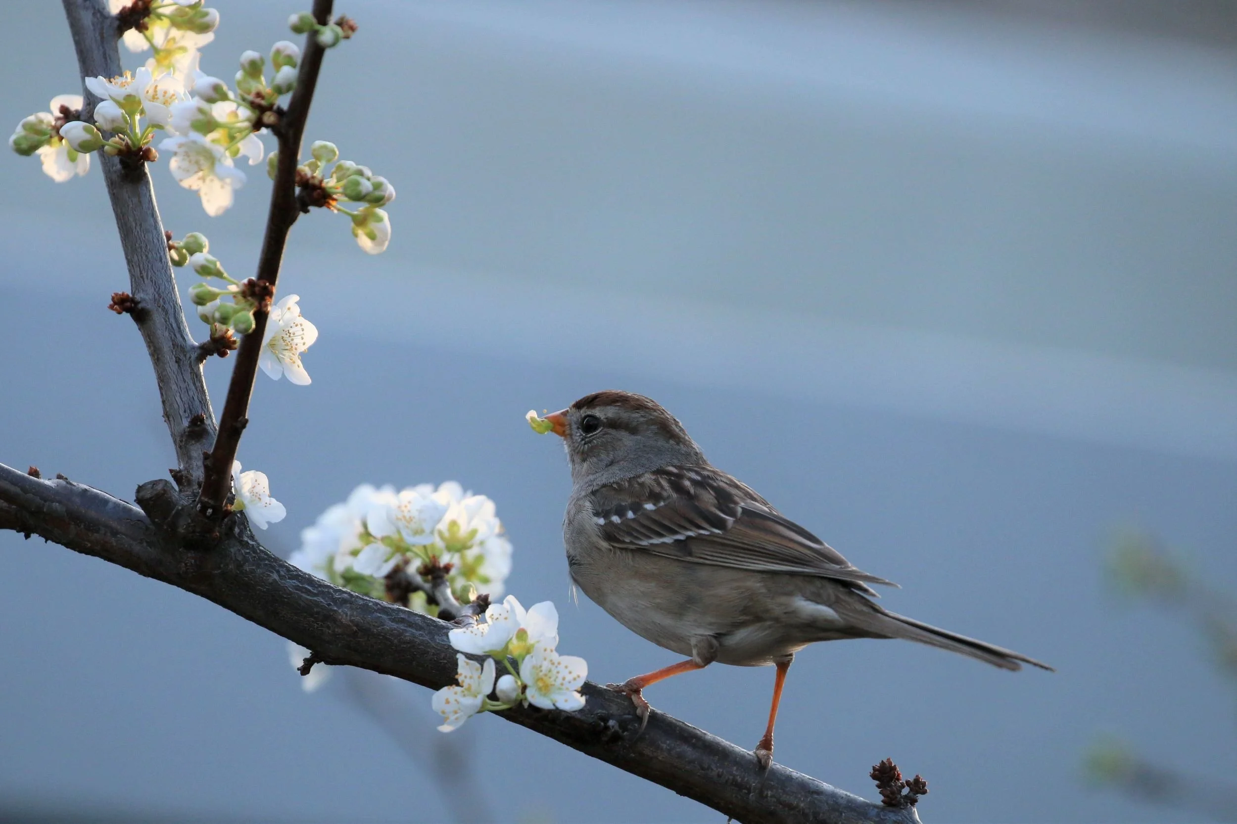 Meet the White-crowned Sparrow — Sacramento Audubon Society