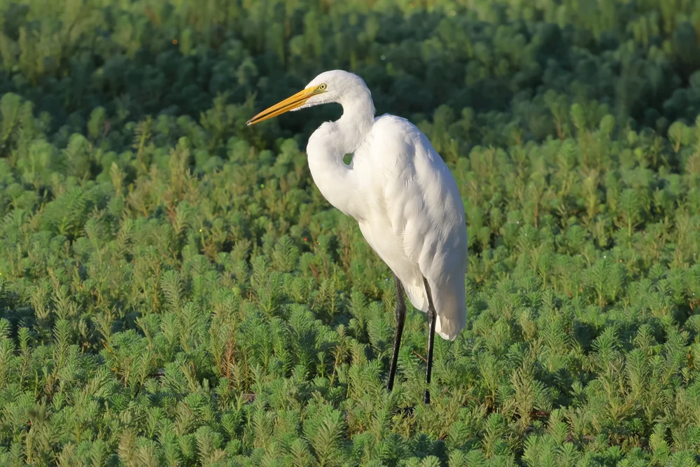 Meet the Great Egret — Sacramento Audubon Society