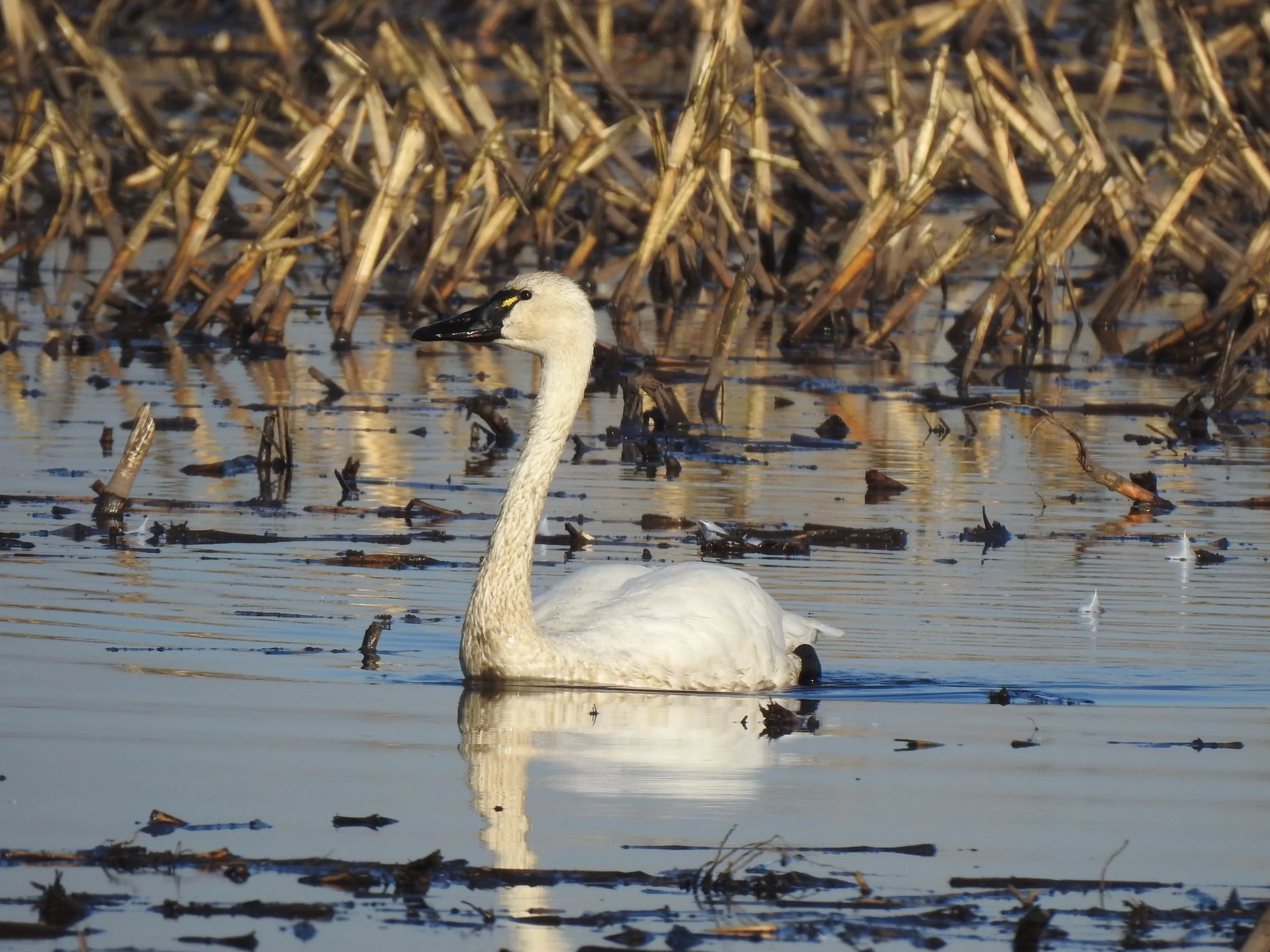 The Pacific Flyway — Sacramento Audubon Society