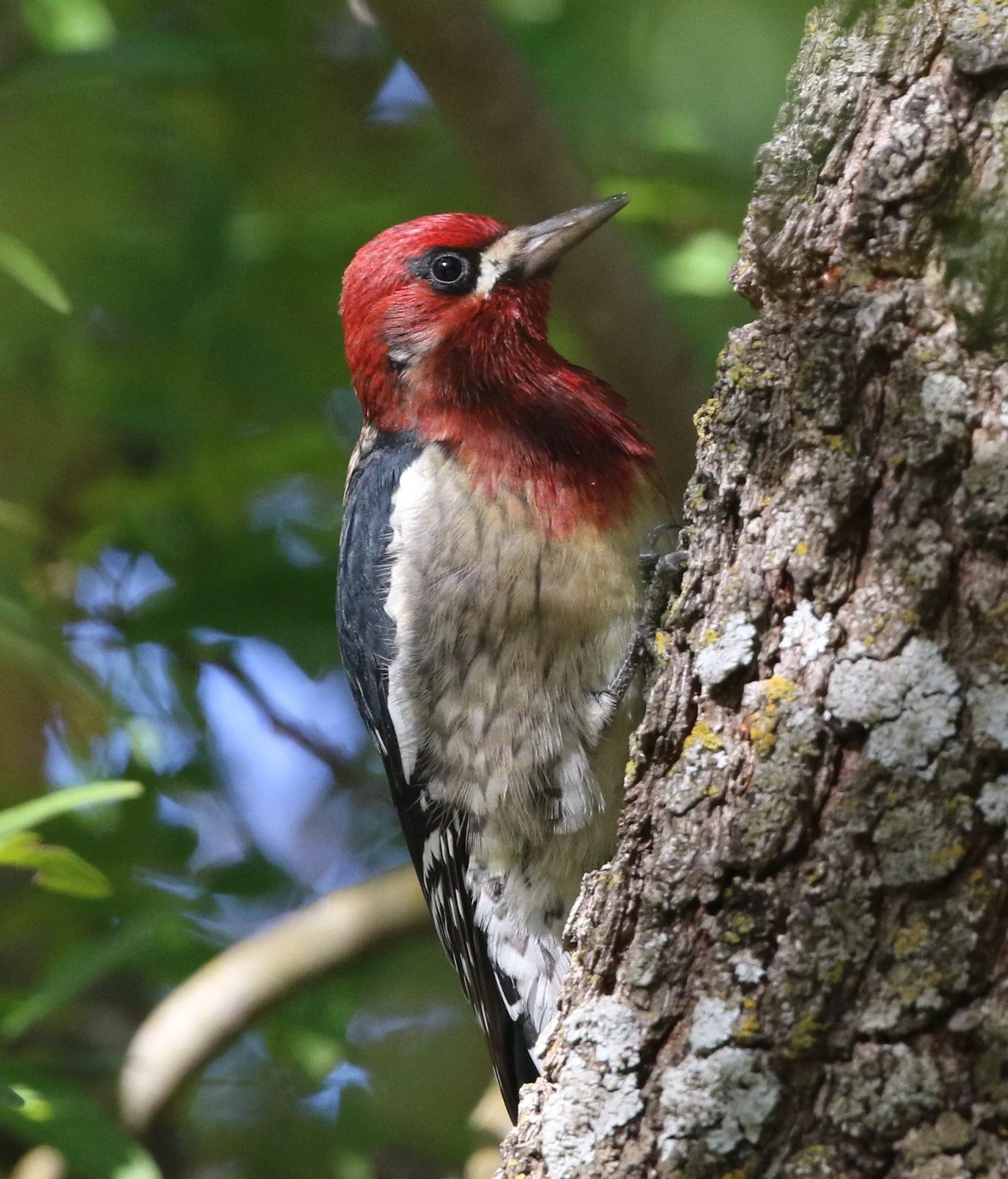 Meet the Red-breasted Sapsucker — Sacramento Audubon Society