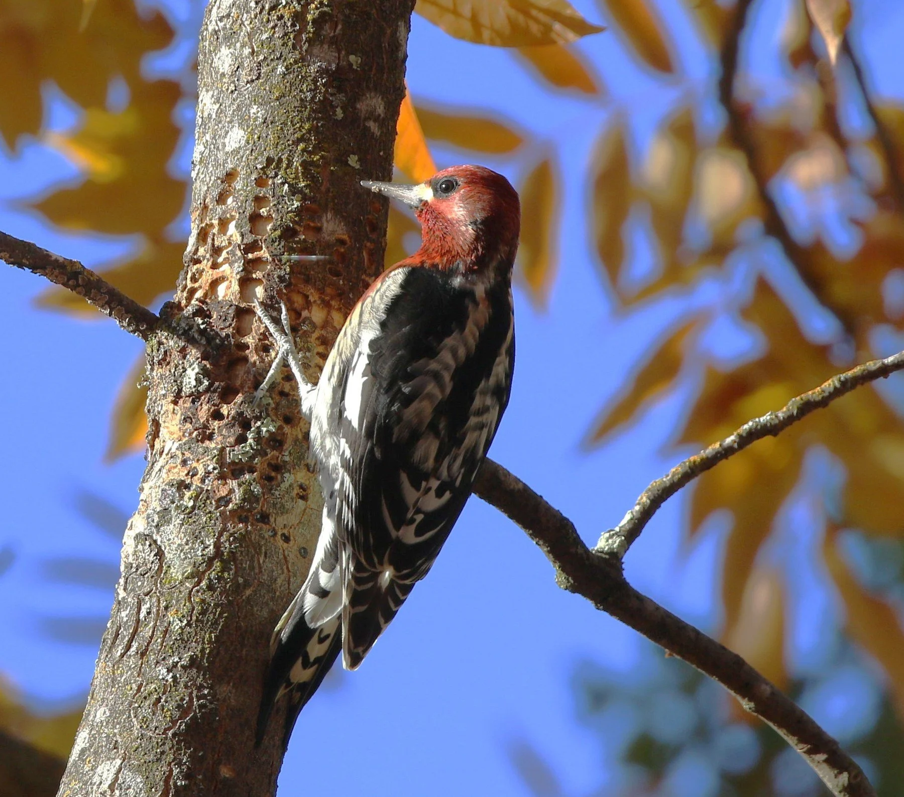 Meet the Red-breasted Sapsucker — Sacramento Audubon Society