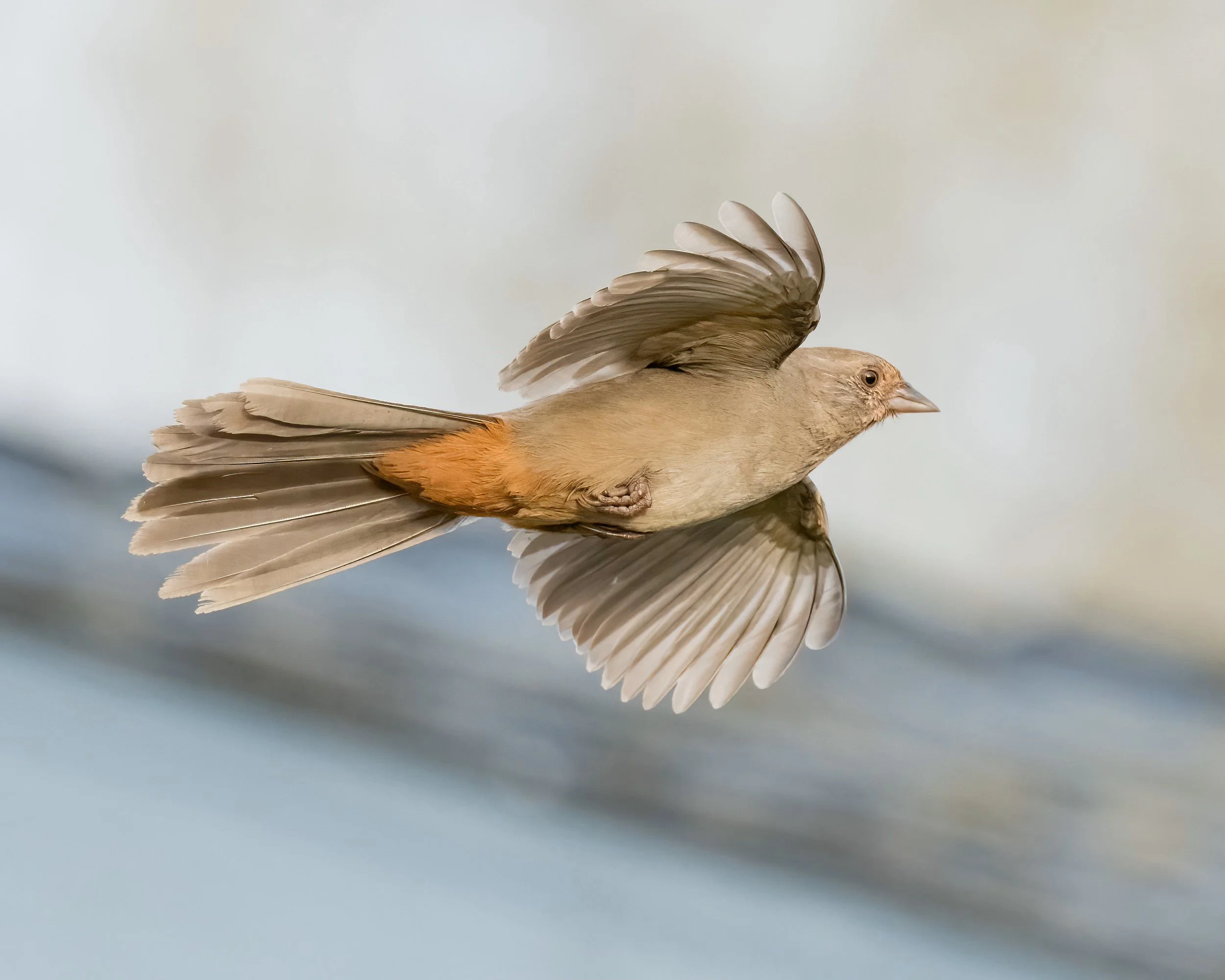 Meet the California Towhee — Sacramento Audubon Society