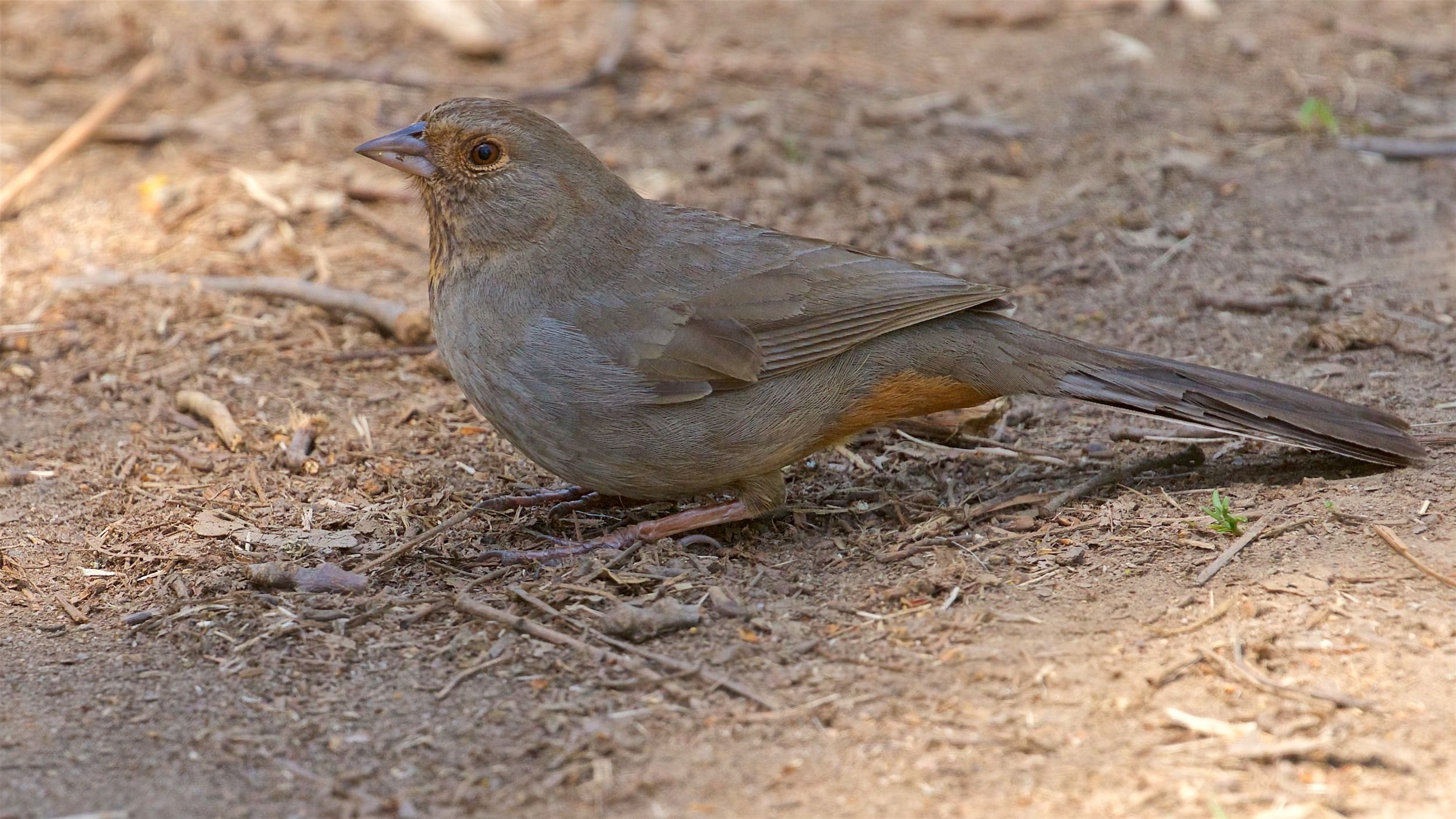 California Towhee — Sacramento Audubon Society