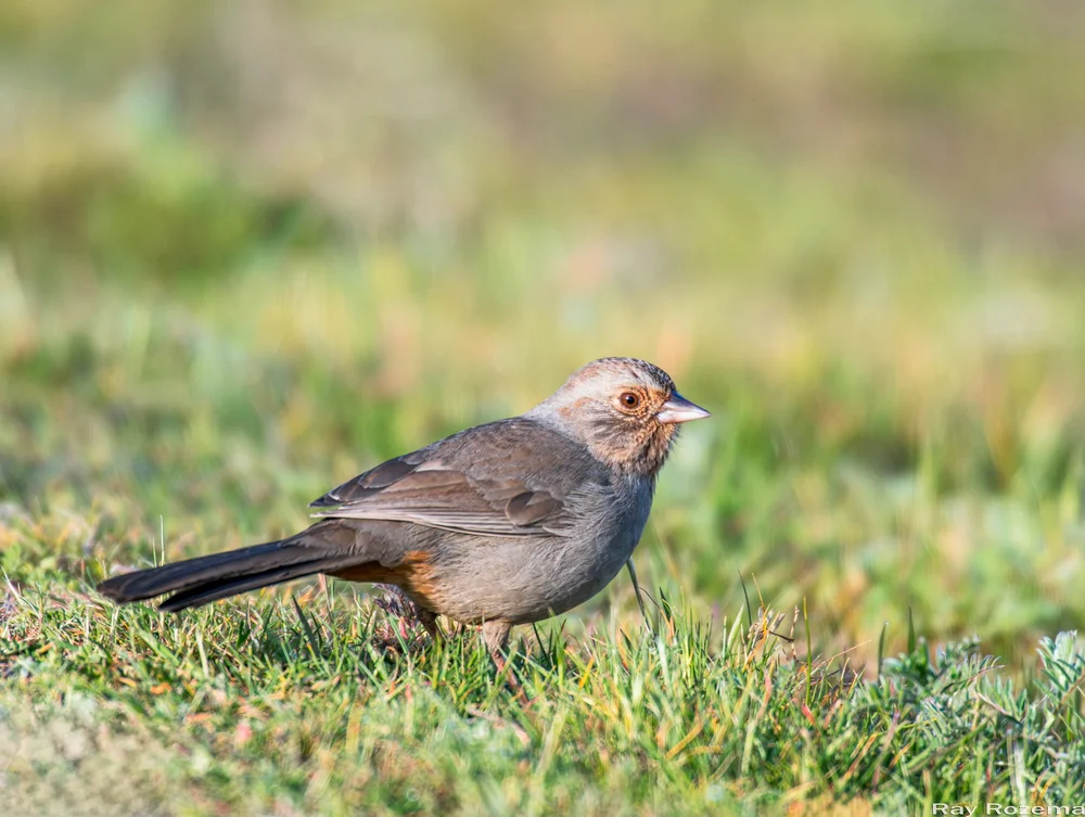 Meet the California Towhee — Sacramento Audubon Society