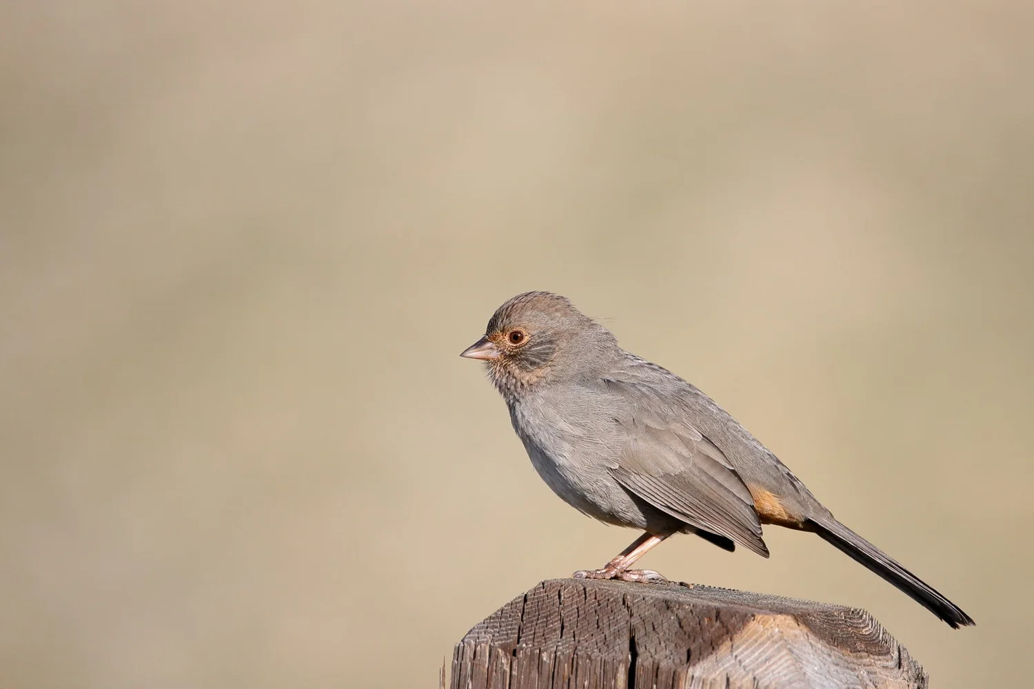 Meet the California Towhee — Sacramento Audubon Society