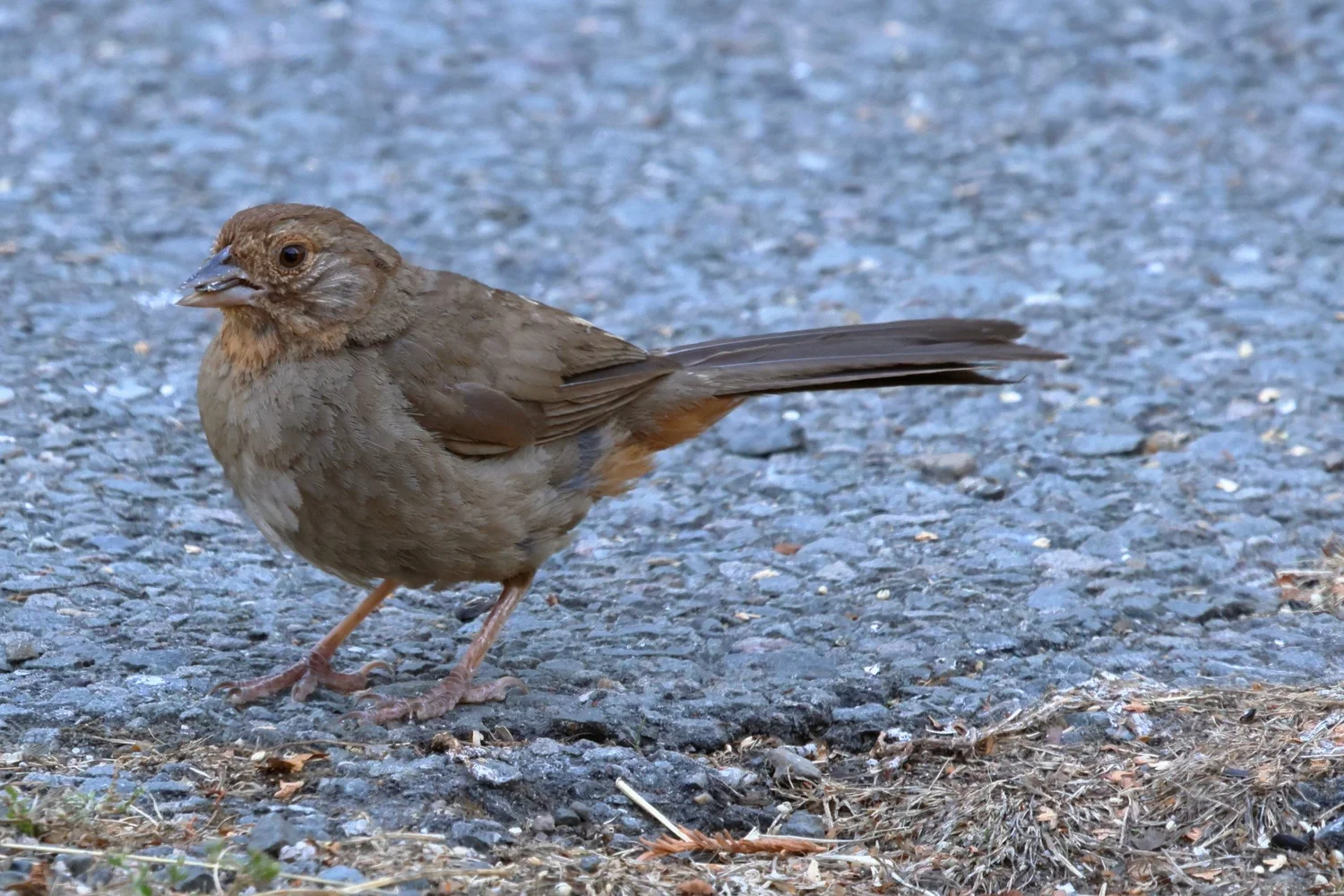 Meet the California Towhee — Sacramento Audubon Society