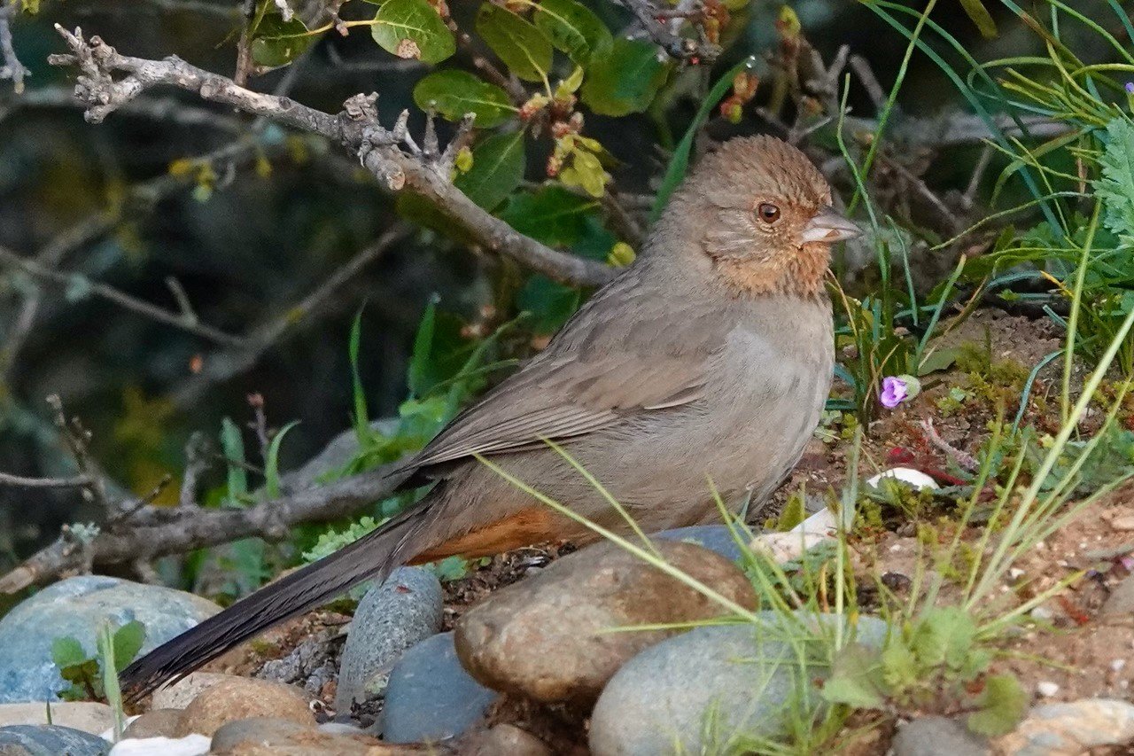Meet the California Towhee — Sacramento Audubon Society