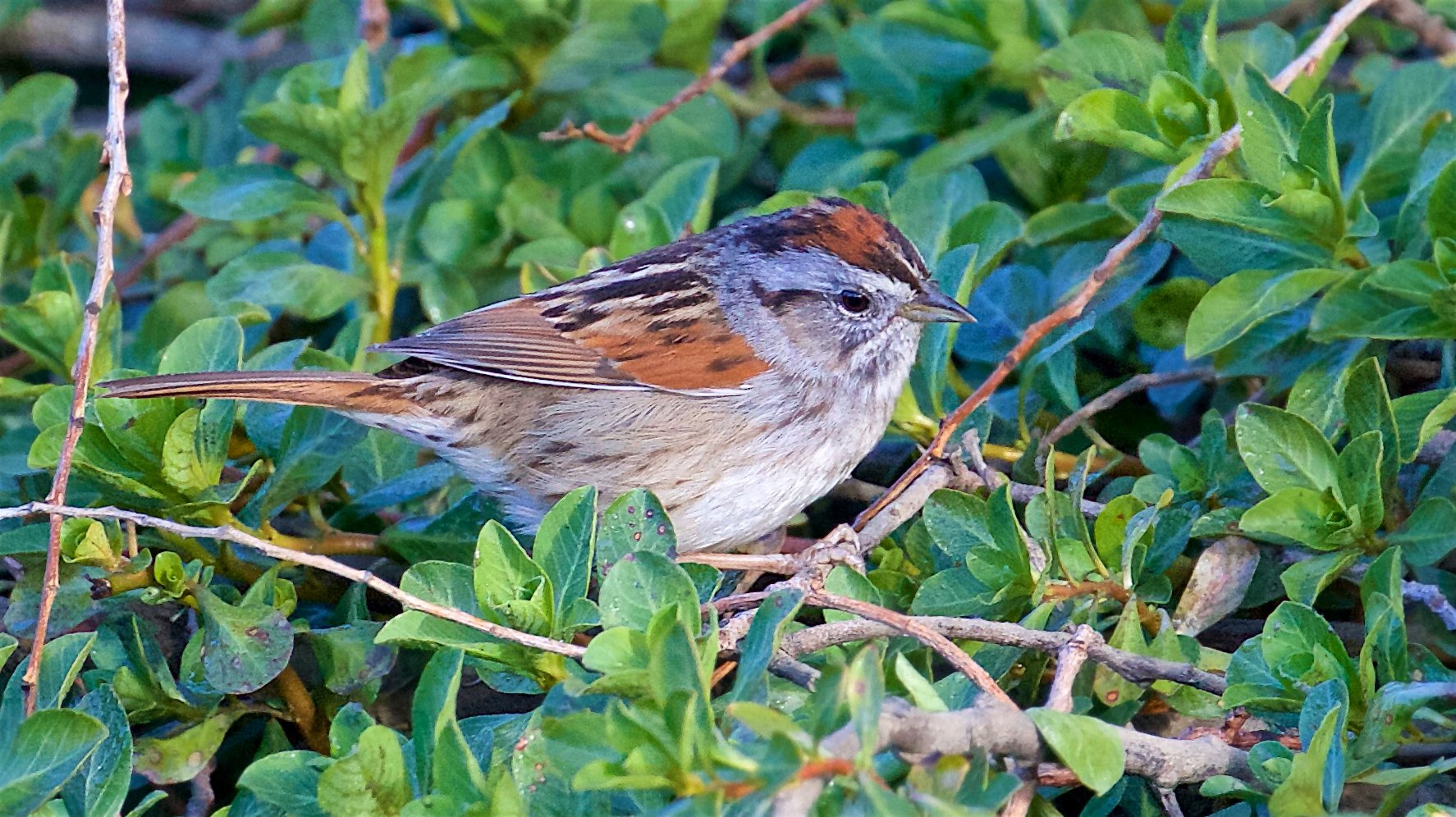 Swamp Sparrow — Sacramento Audubon Society