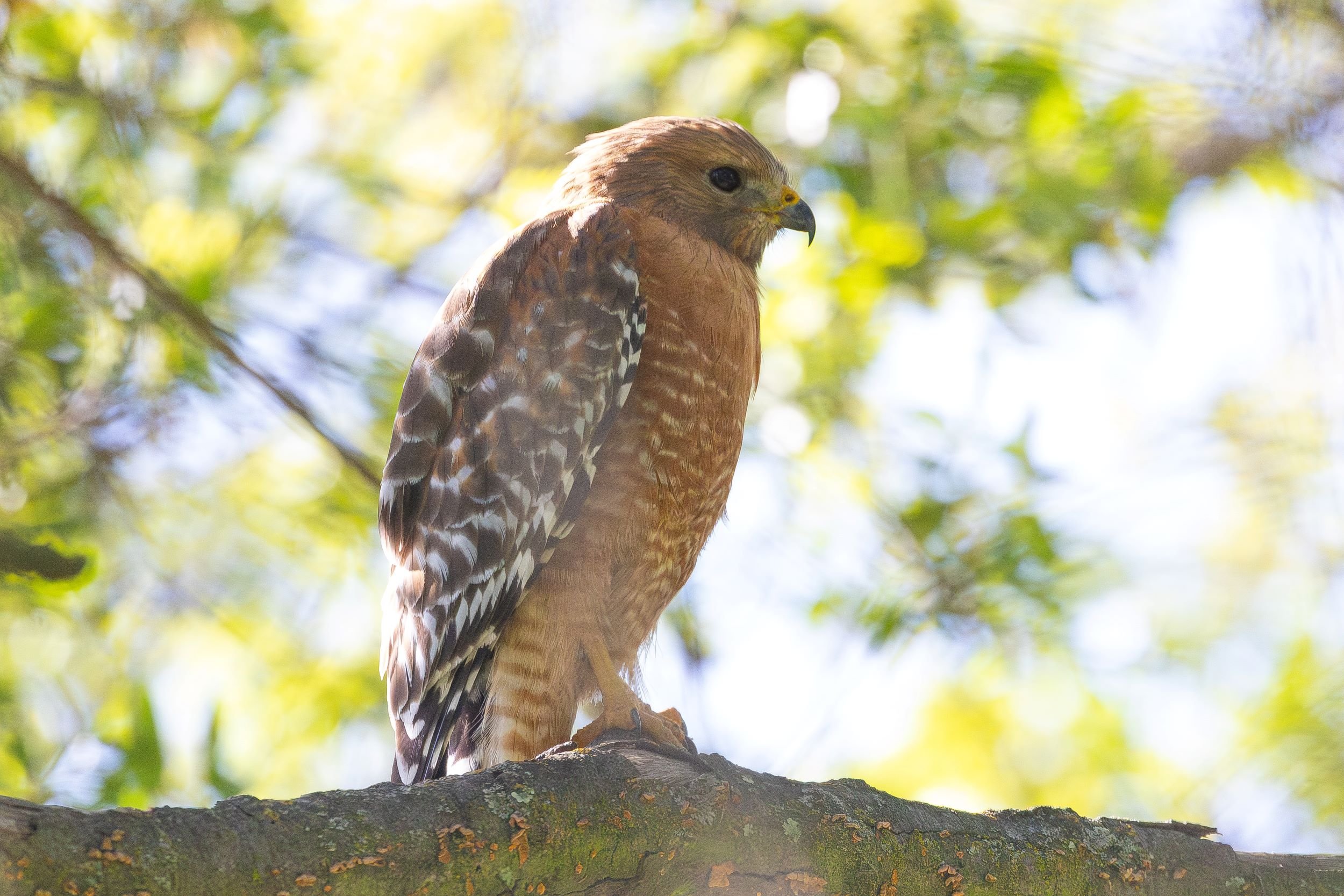 Red-shouldered Hawk — Sacramento Audubon Society