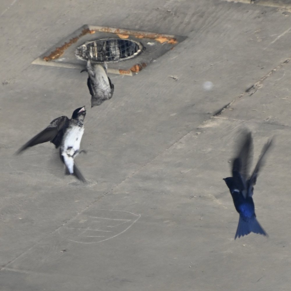 Meet the Purple Martin — Sacramento Audubon Society