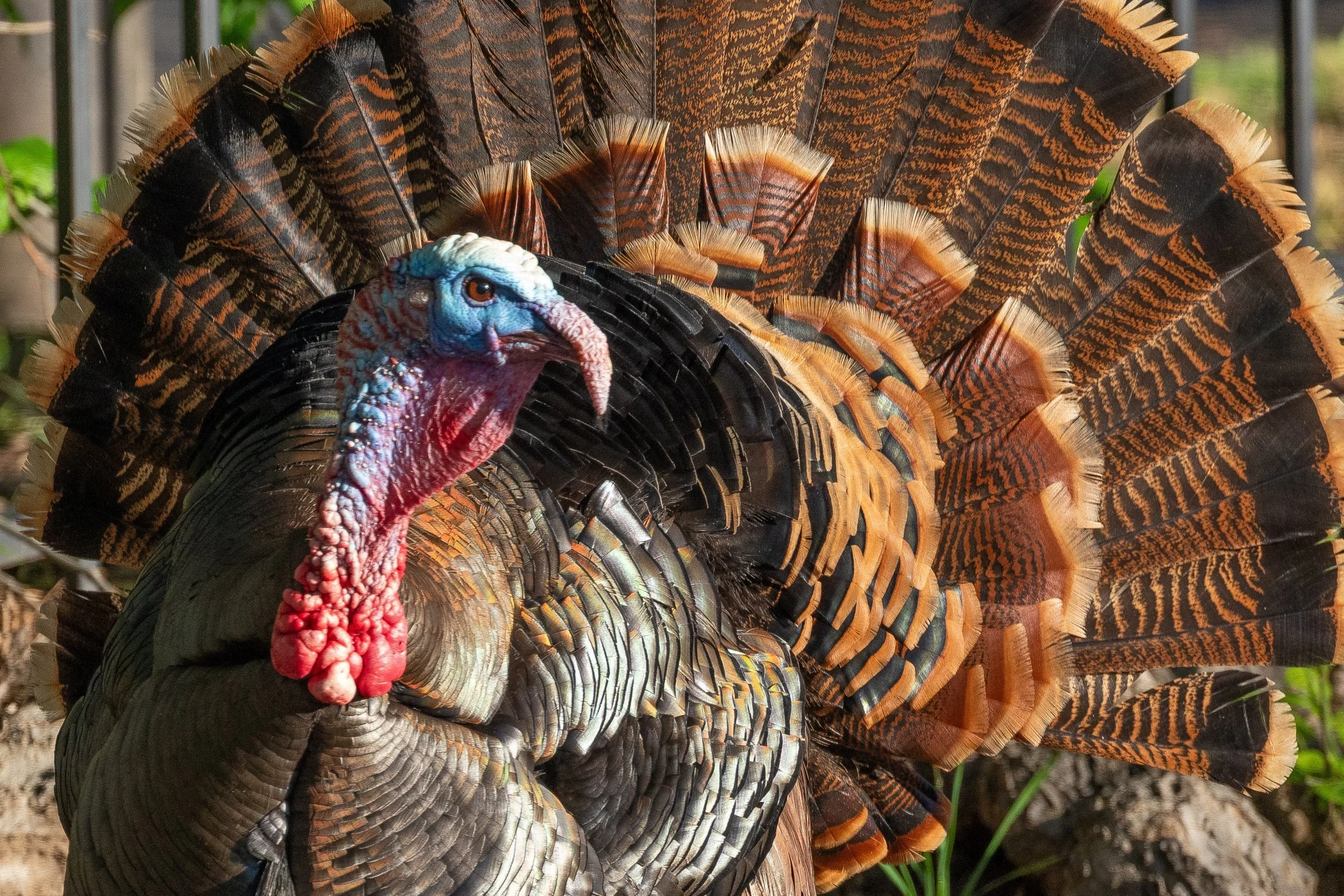 Effie Yeaw Nature Center, Family Friendly Birding Walk — Sacramento ...