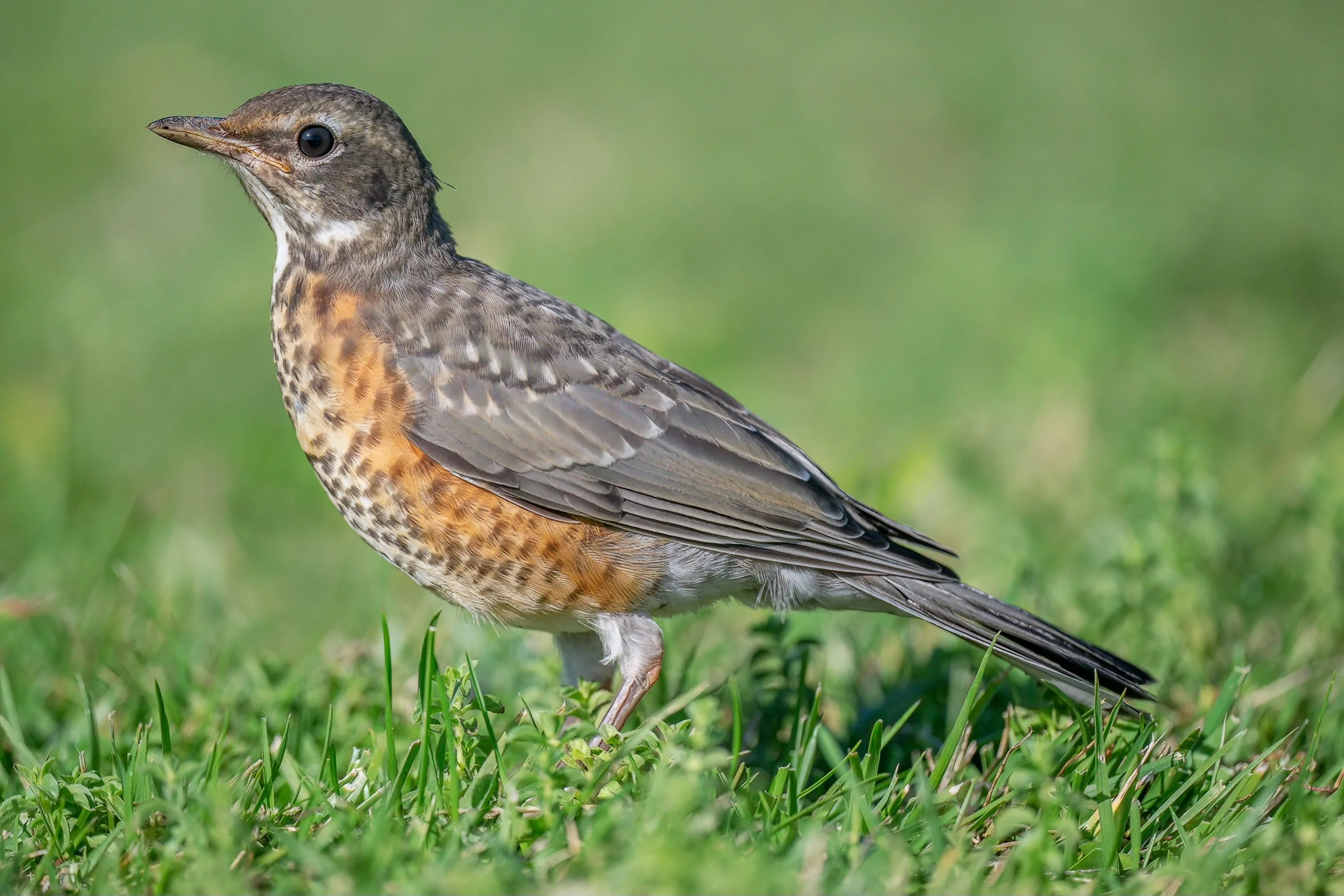 Meet the American Robin — Sacramento Audubon Society