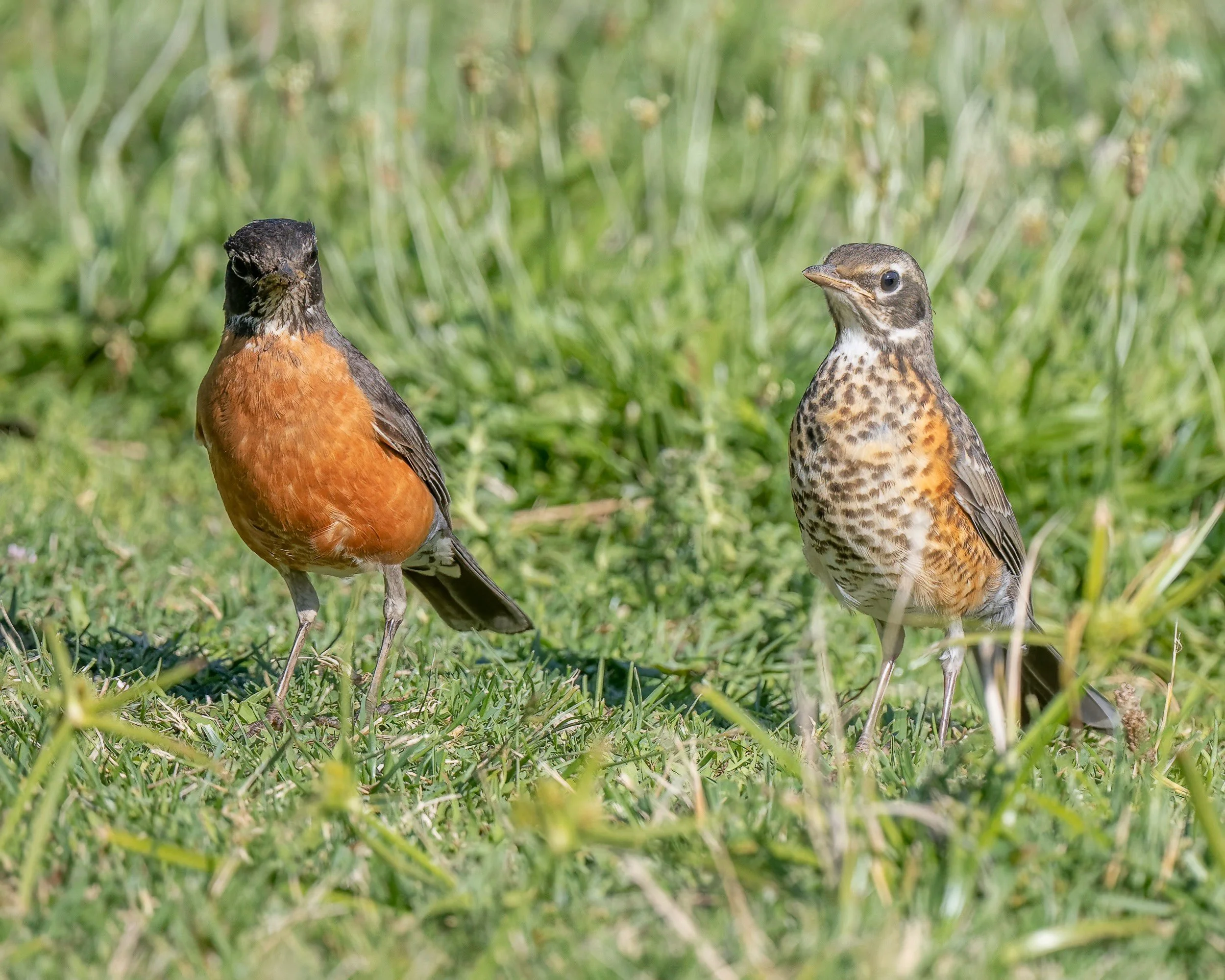 American Robin — Sacramento Audubon Society