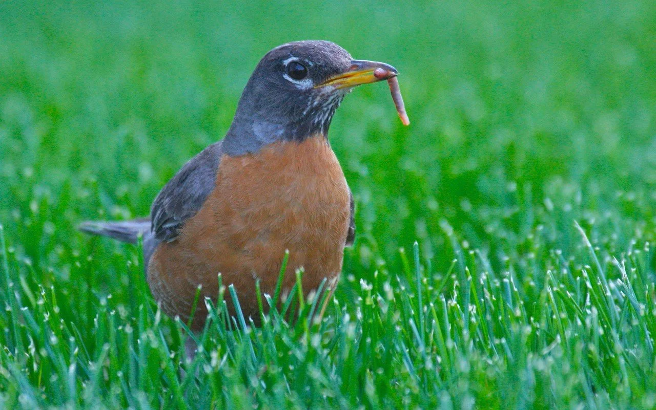 American Robin — Sacramento Audubon Society