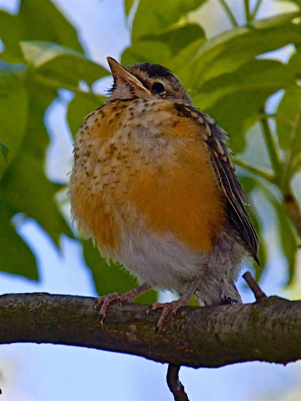 Meet the American Robin — Sacramento Audubon Society