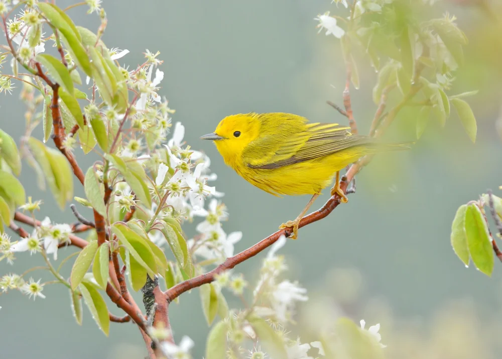 Meet the Yellow Warbler — Sacramento Audubon Society