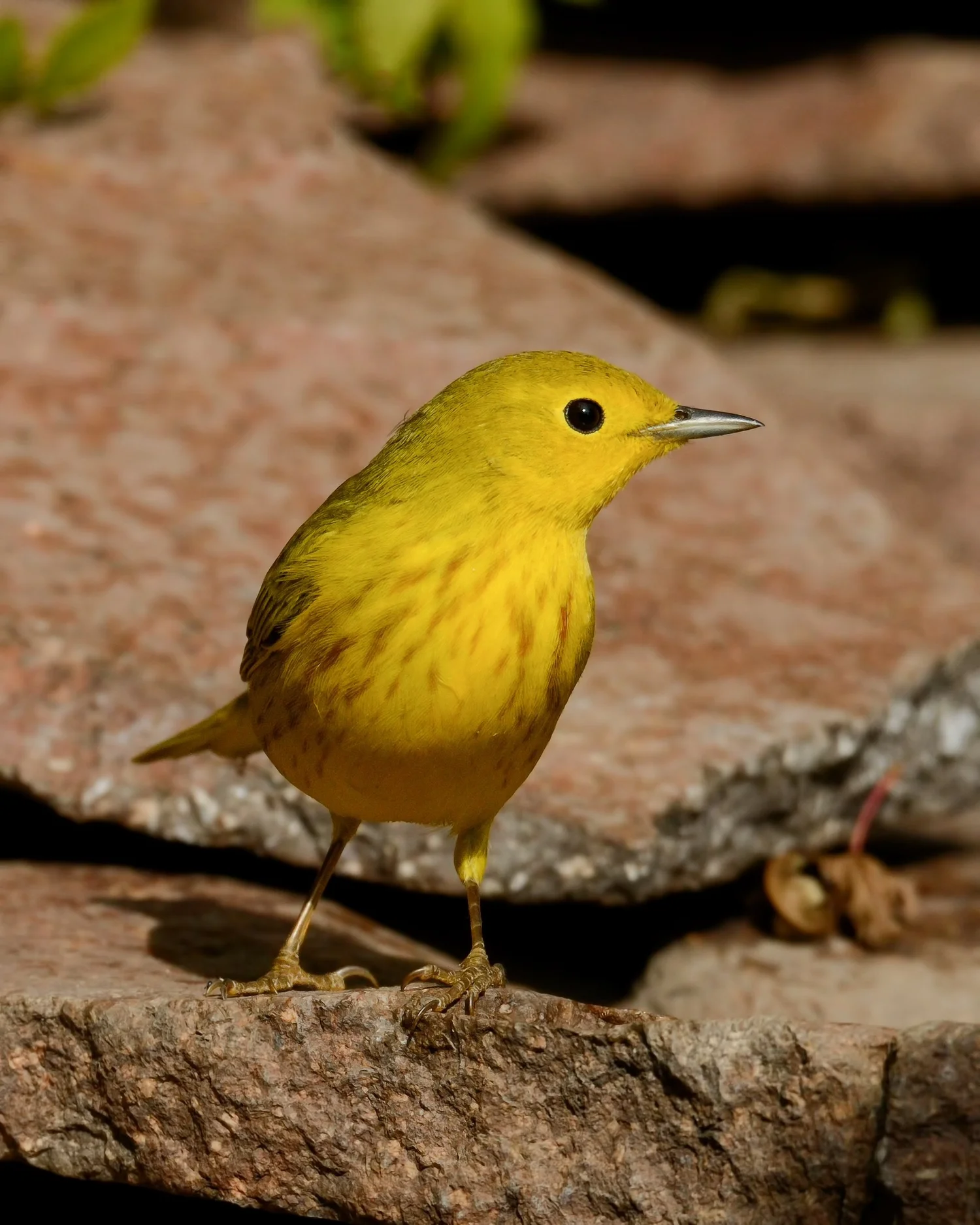 Meet the Yellow Warbler — Sacramento Audubon Society