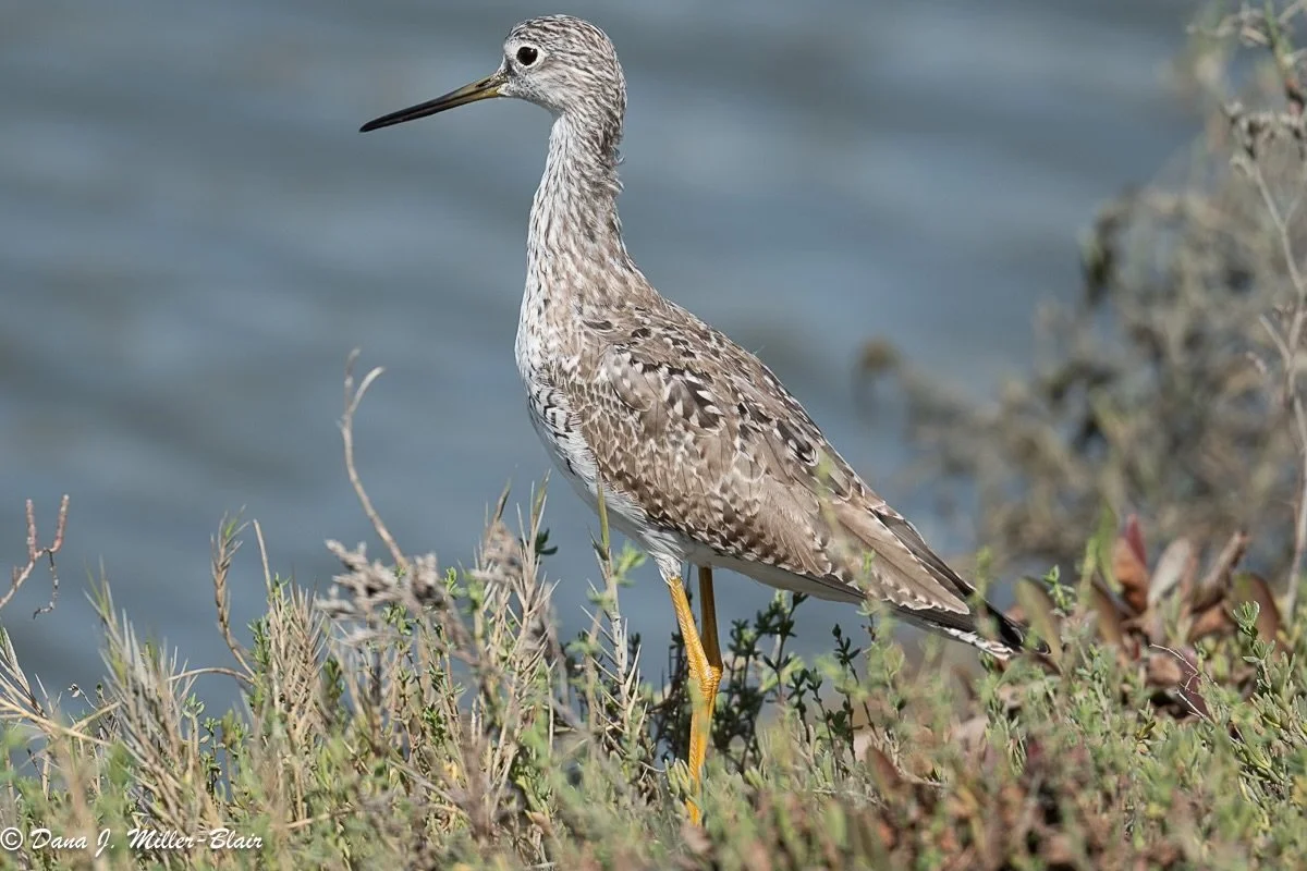 Meet the Greater Yellowlegs — Sacramento Audubon Society