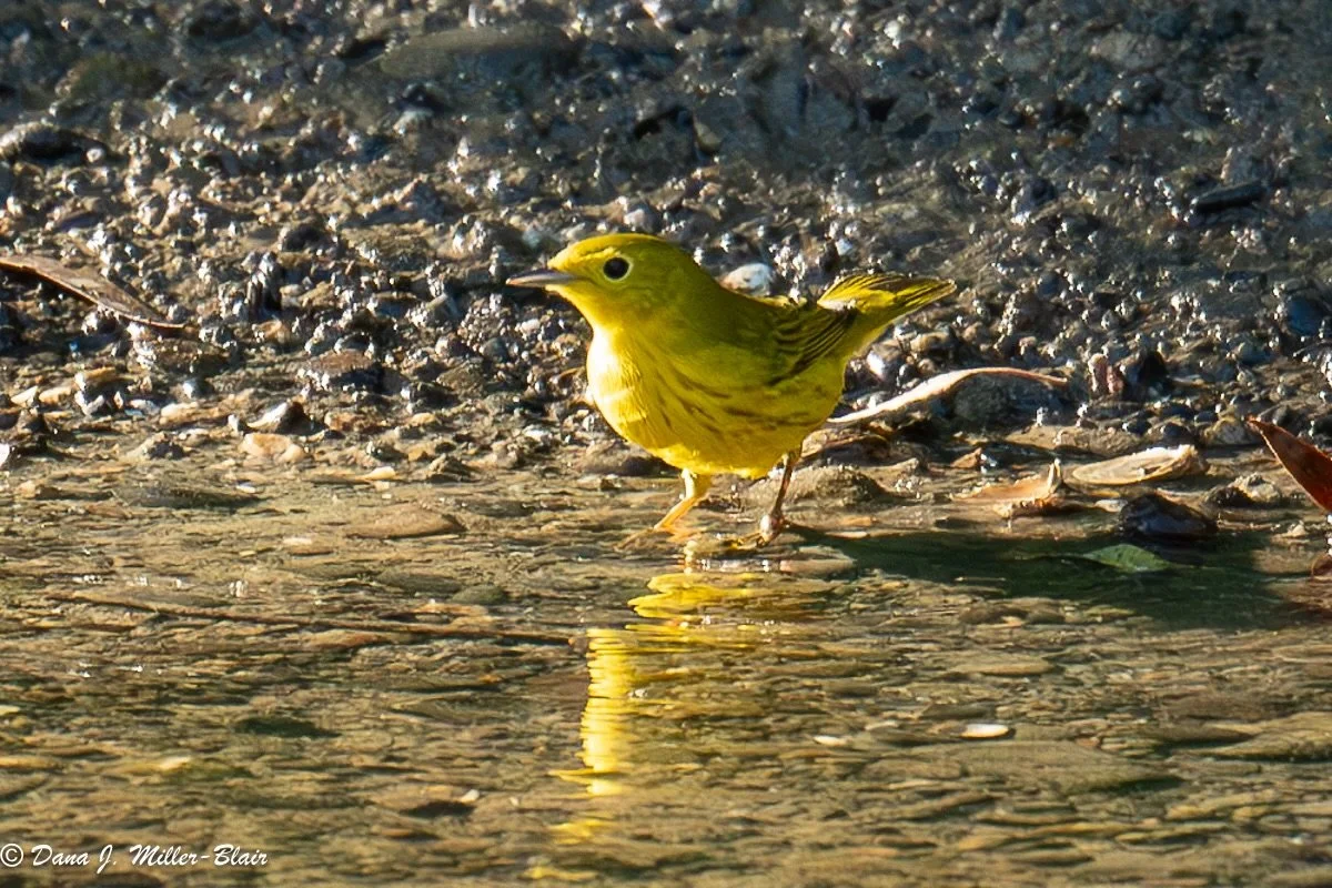 Meet the Yellow Warbler — Sacramento Audubon Society