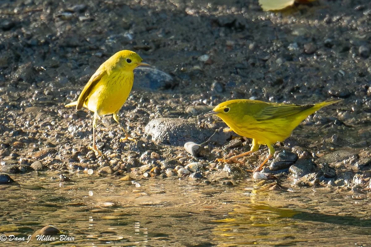 Meet the Yellow Warbler — Sacramento Audubon Society