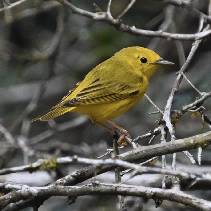 Meet the Yellow Warbler — Sacramento Audubon Society