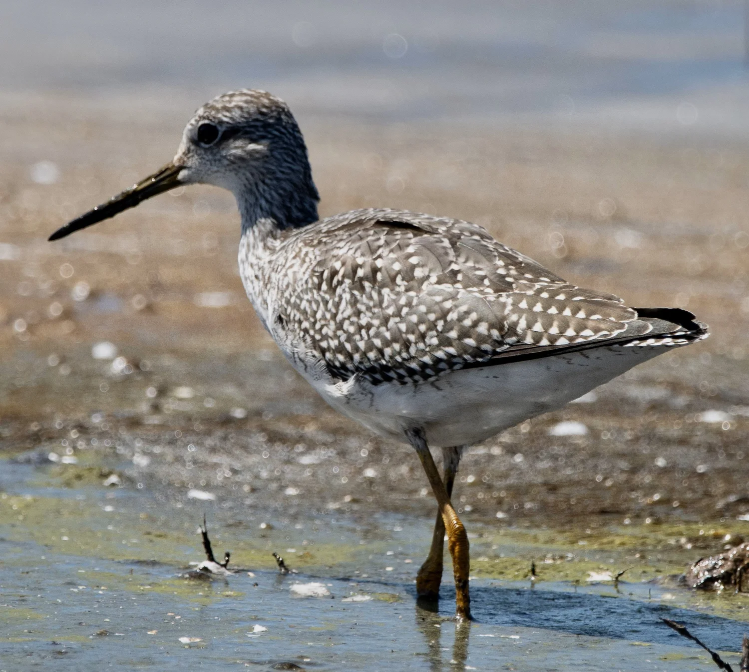 Meet the Greater Yellowlegs — Sacramento Audubon Society